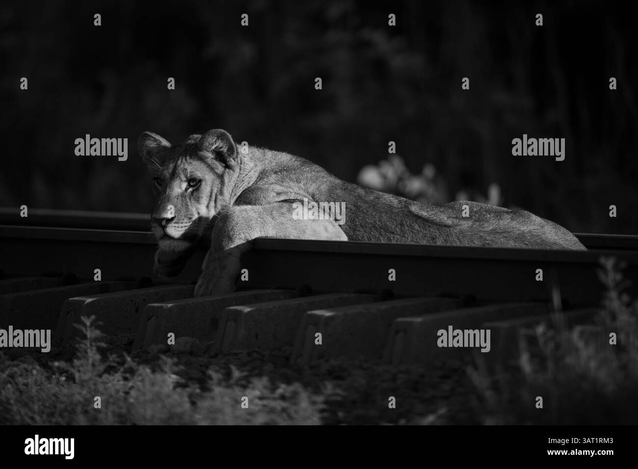 Sleepers on the railway Black and White Stock Photos & Images - Alamy