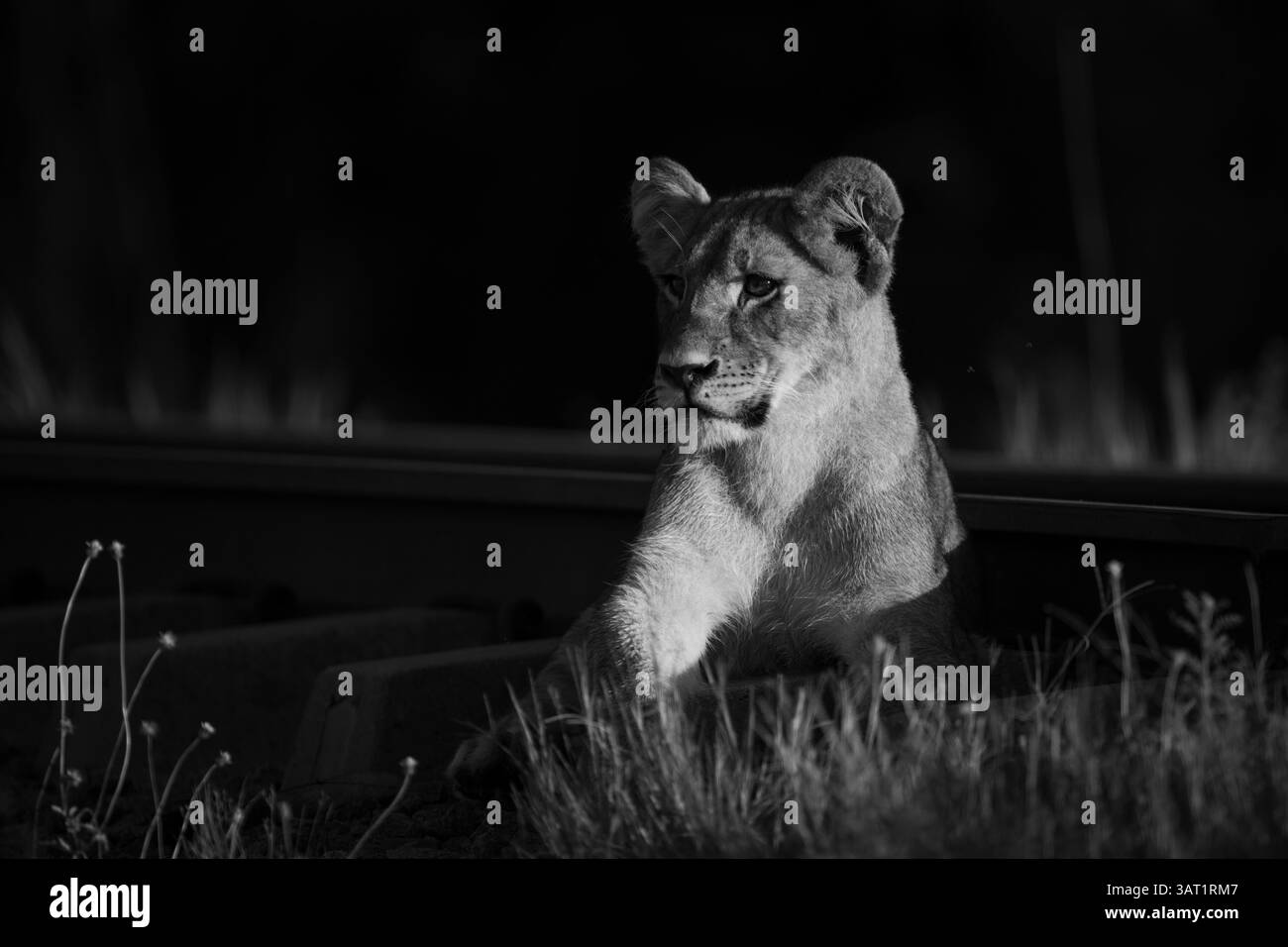 Mono lion cub beside railway at sunrise Stock Photo - Alamy