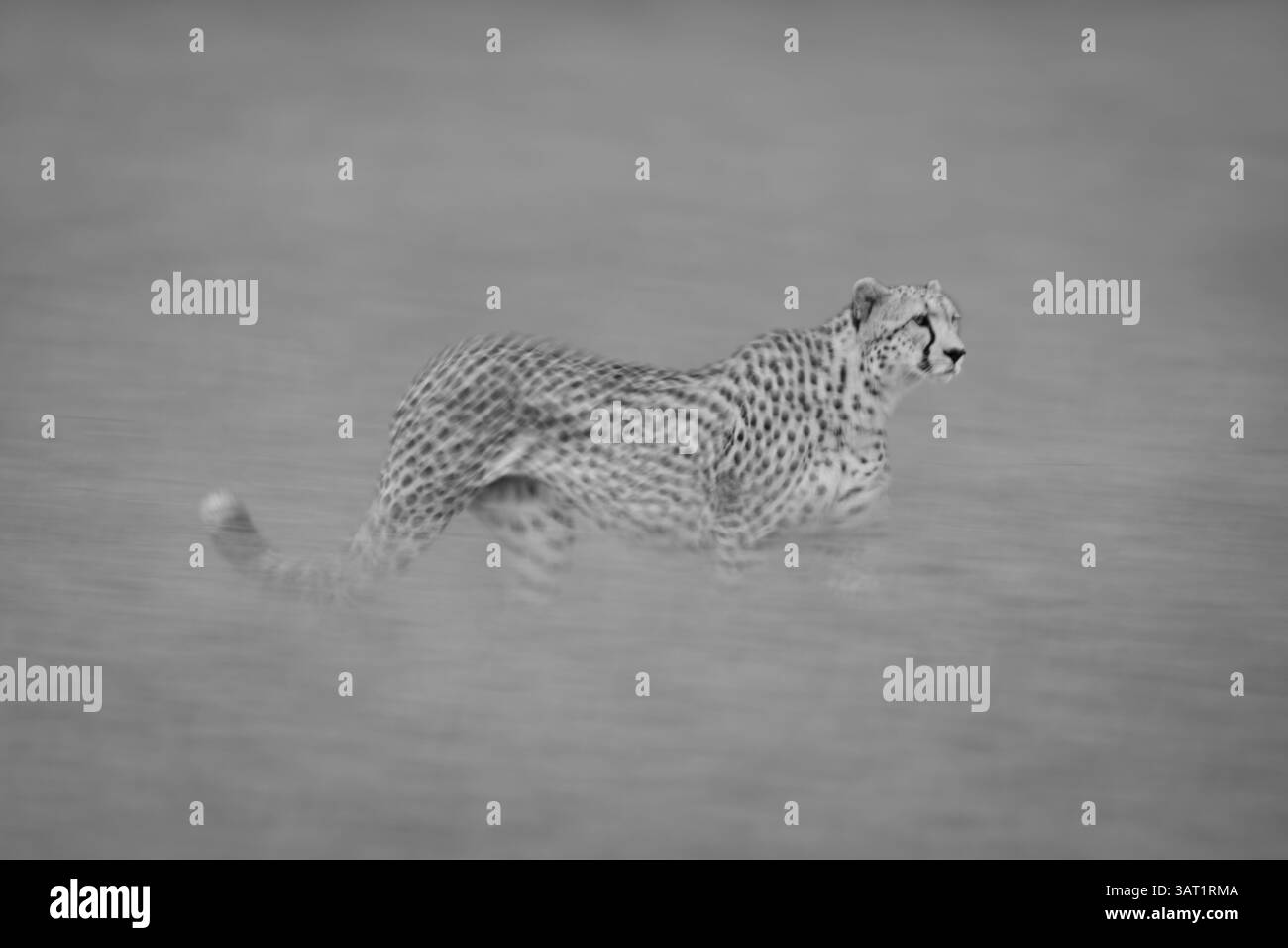 Mono slow pan of cheetah crossing grass Stock Photo - Alamy