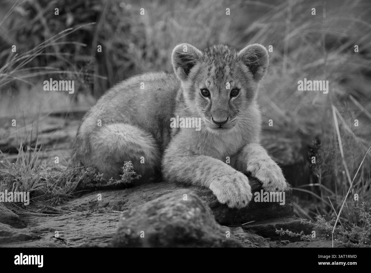 Mono lion cub on rock watching camera Stock Photo - Alamy