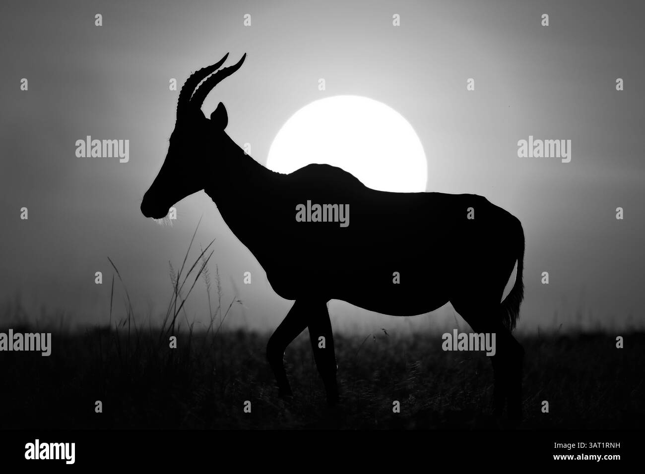 Mono topi crosses horizon against rising sun Stock Photo - Alamy