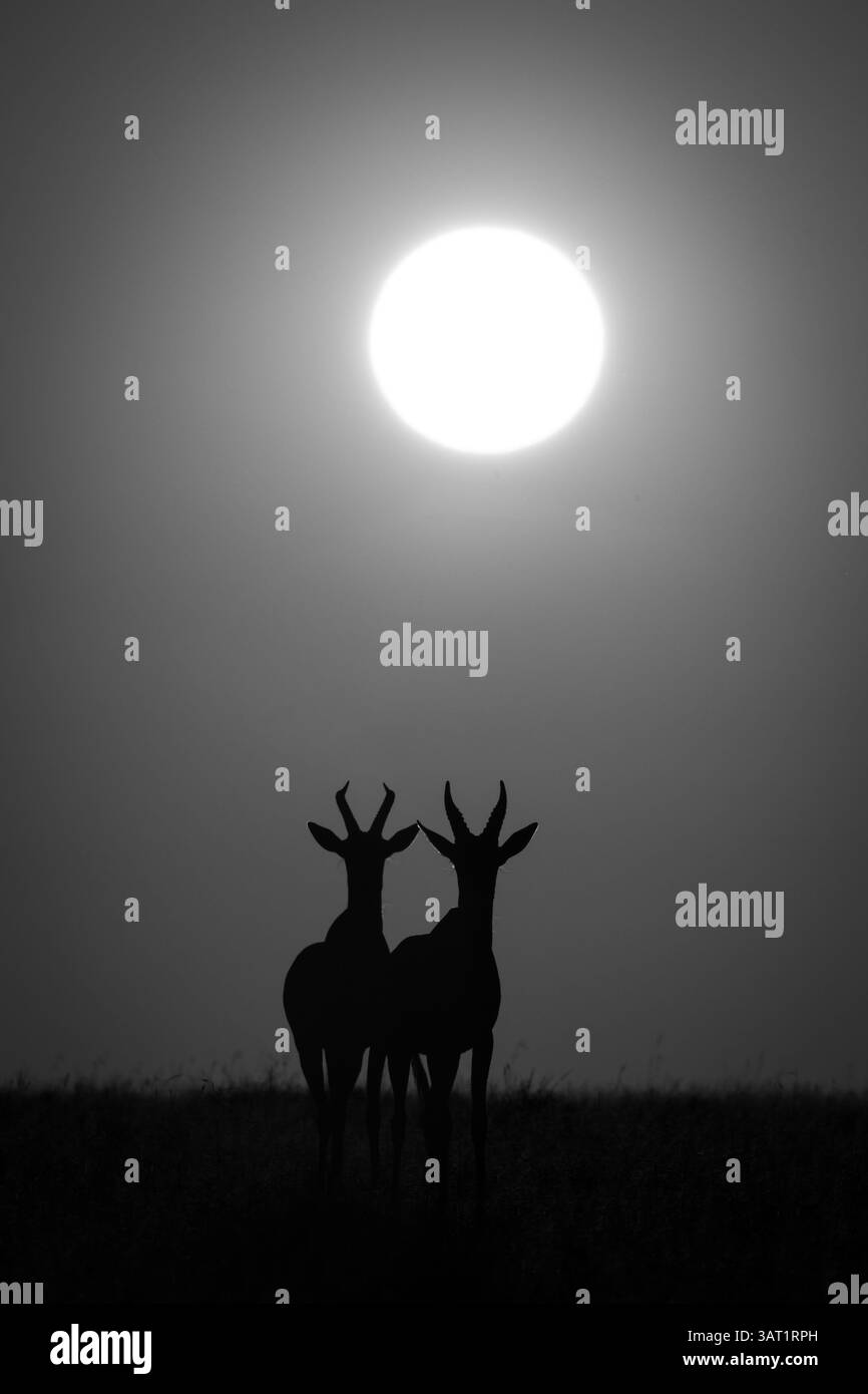 Mono topis under rising sun facing camera Stock Photo - Alamy