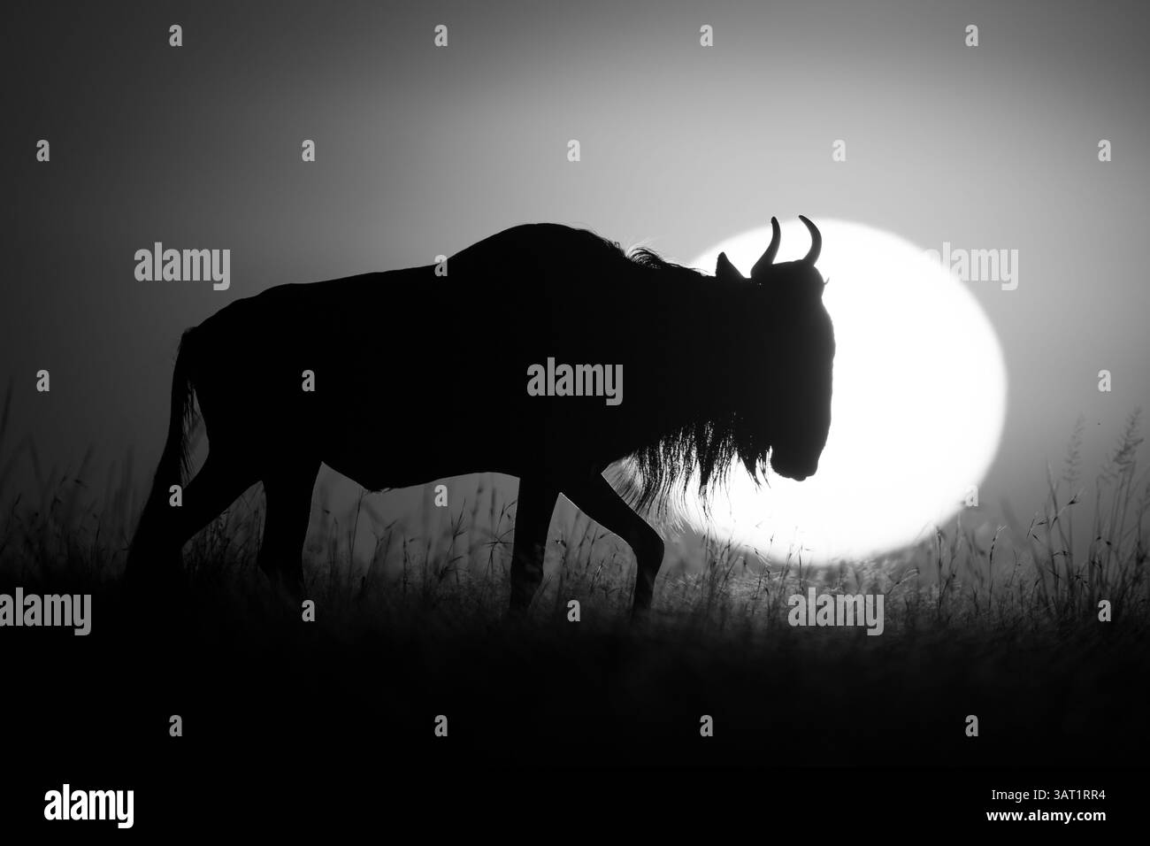Mono wildebeest walking at sunrise on horizon Stock Photo - Alamy