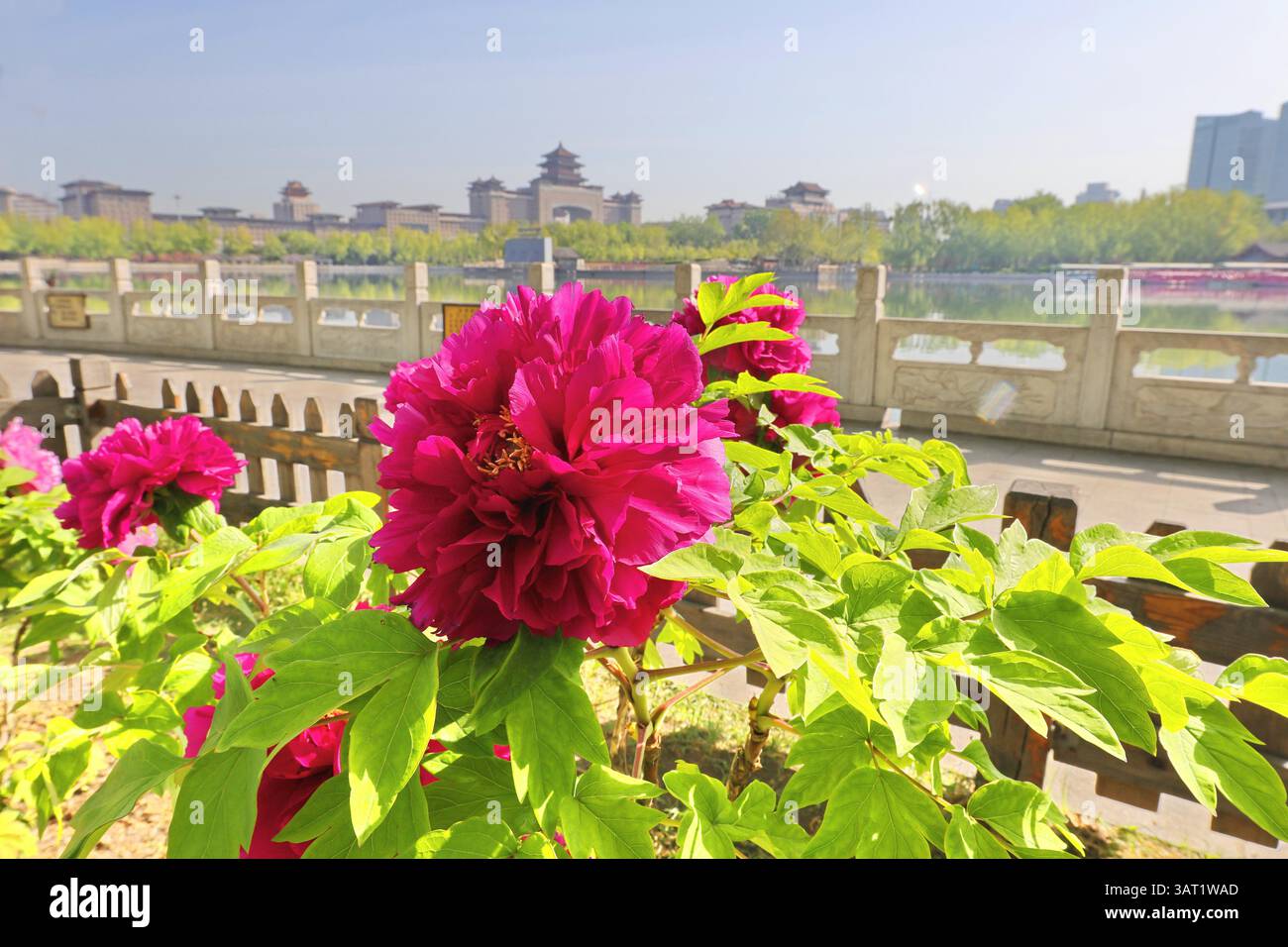 Peony flowers are in full bloom in Beijing, China, 15 April, 2025 Stock ...