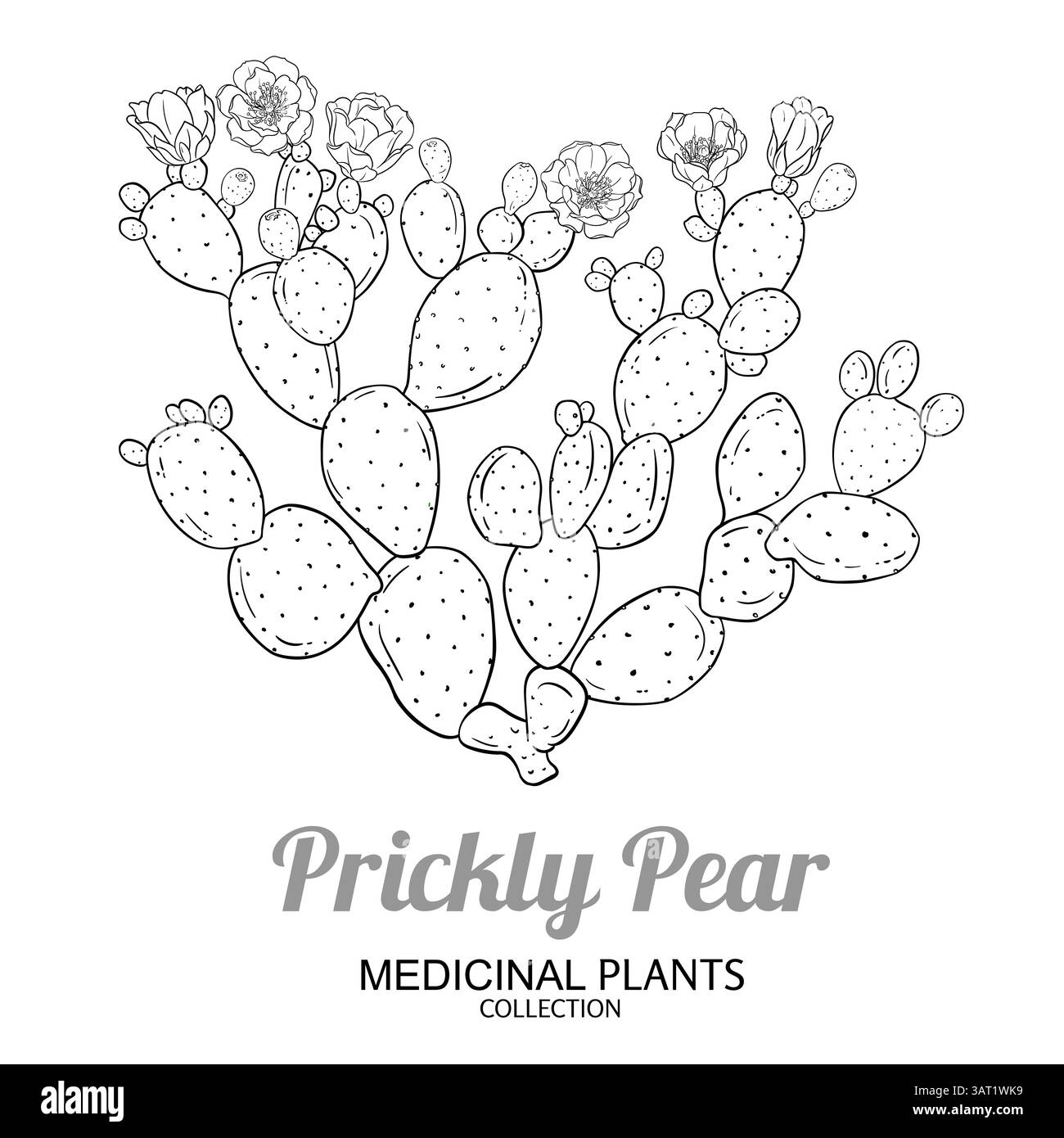 The nopal plant illustration Stock Vector Images - Alamy