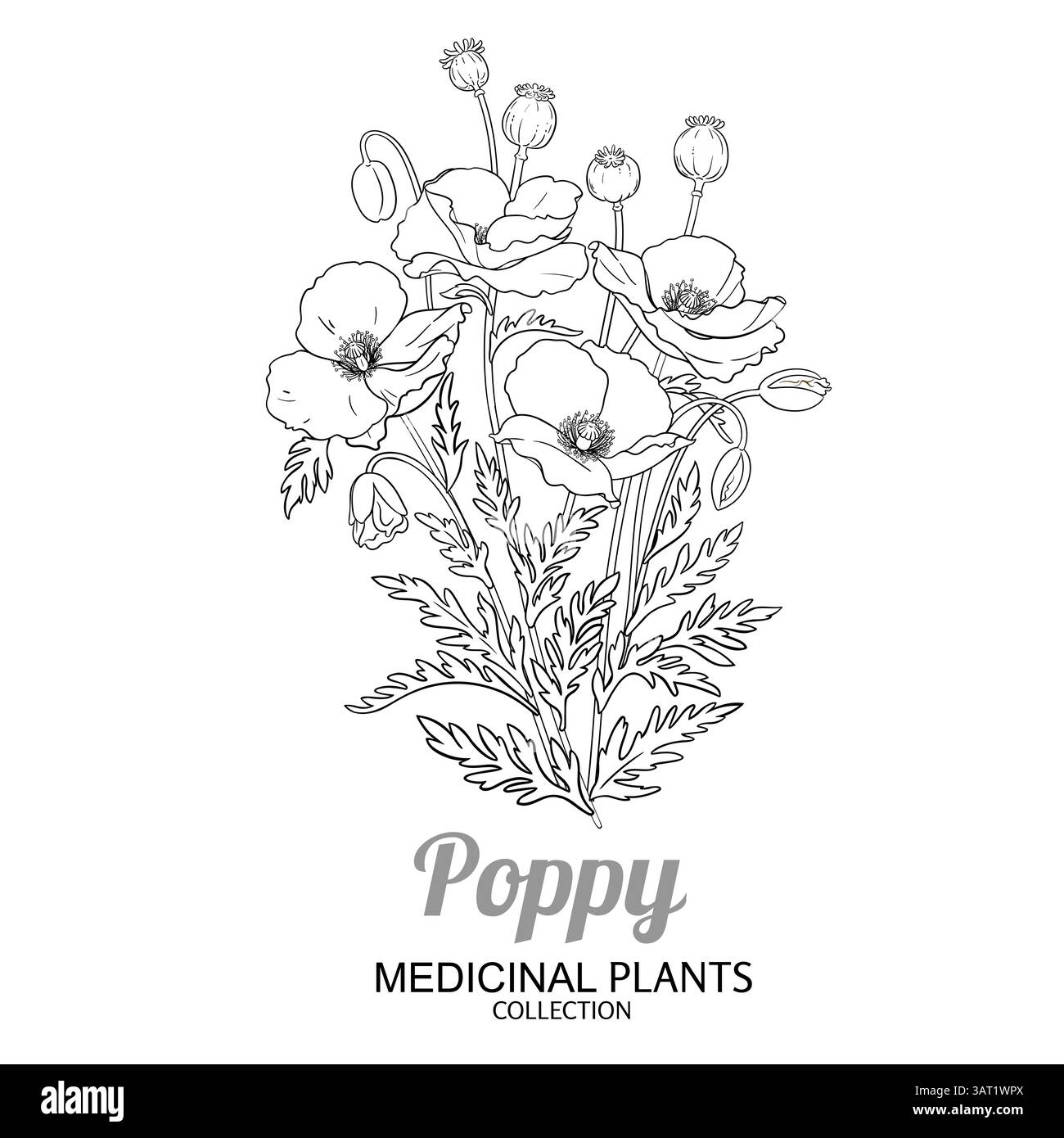 Poppy Plant with Flowers Outline Illustration Stock Vector Image & Art ...