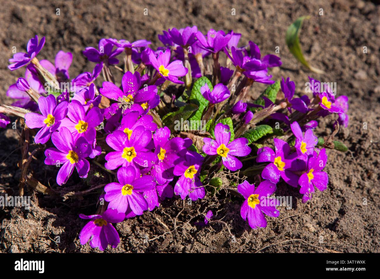 Bright purple primroses in the garden. Pink primrose flowers with a ...