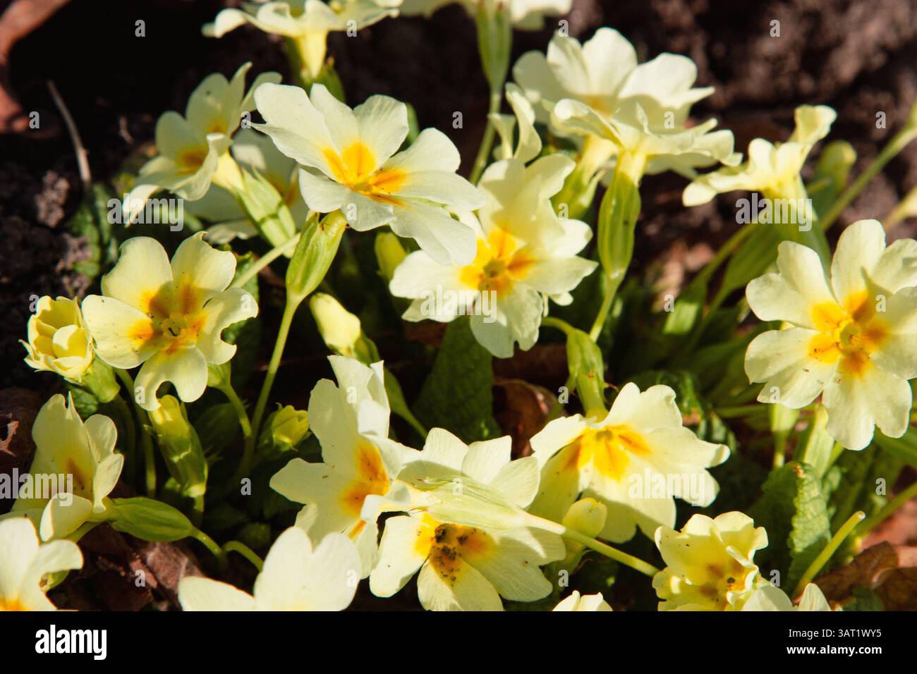 Spring white pure primrose meadow wild flowers. light yellow primroses ...