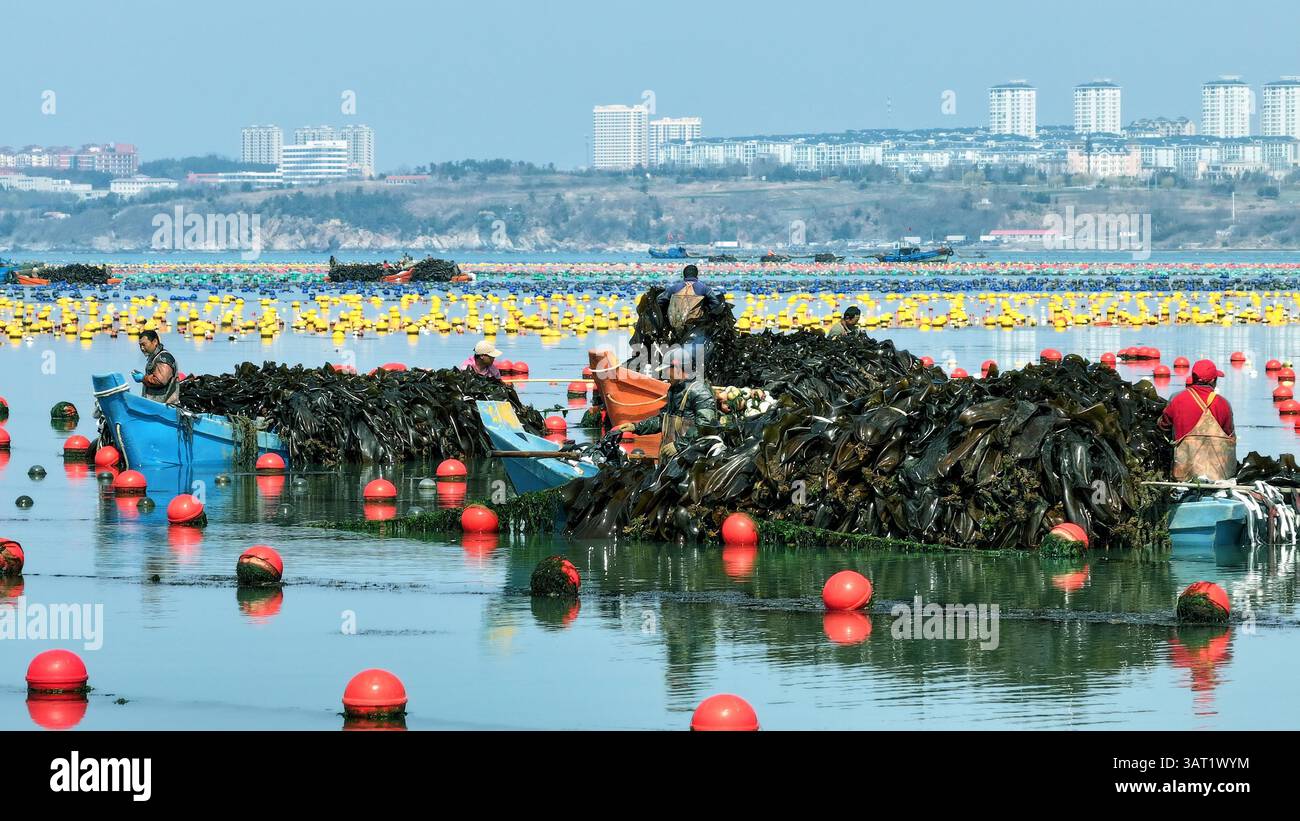 Aerial photo shows the marine ranch in Rongcheng City, east China's ...
