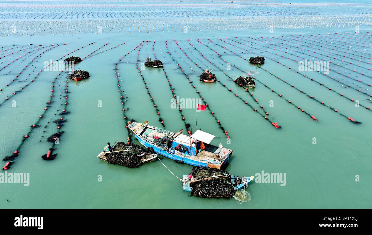 Aerial photo shows the marine ranch in Rongcheng City, east China's ...