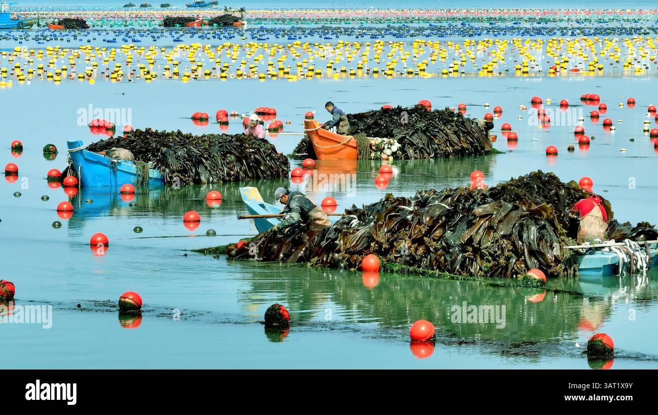 Aerial photo shows the marine ranch in Rongcheng City, east China's ...