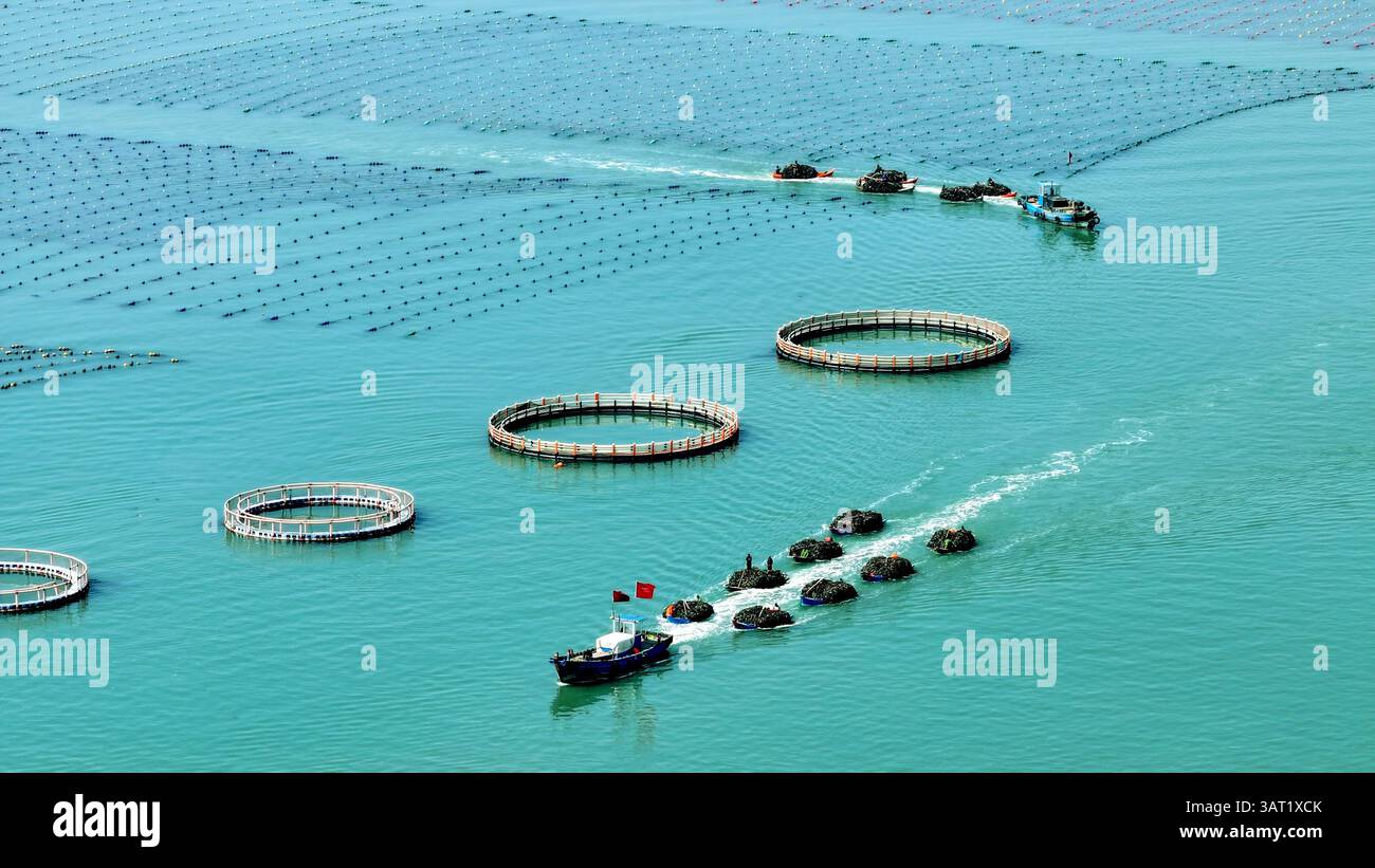 Aerial photo shows the marine ranch in Rongcheng City, east China's ...