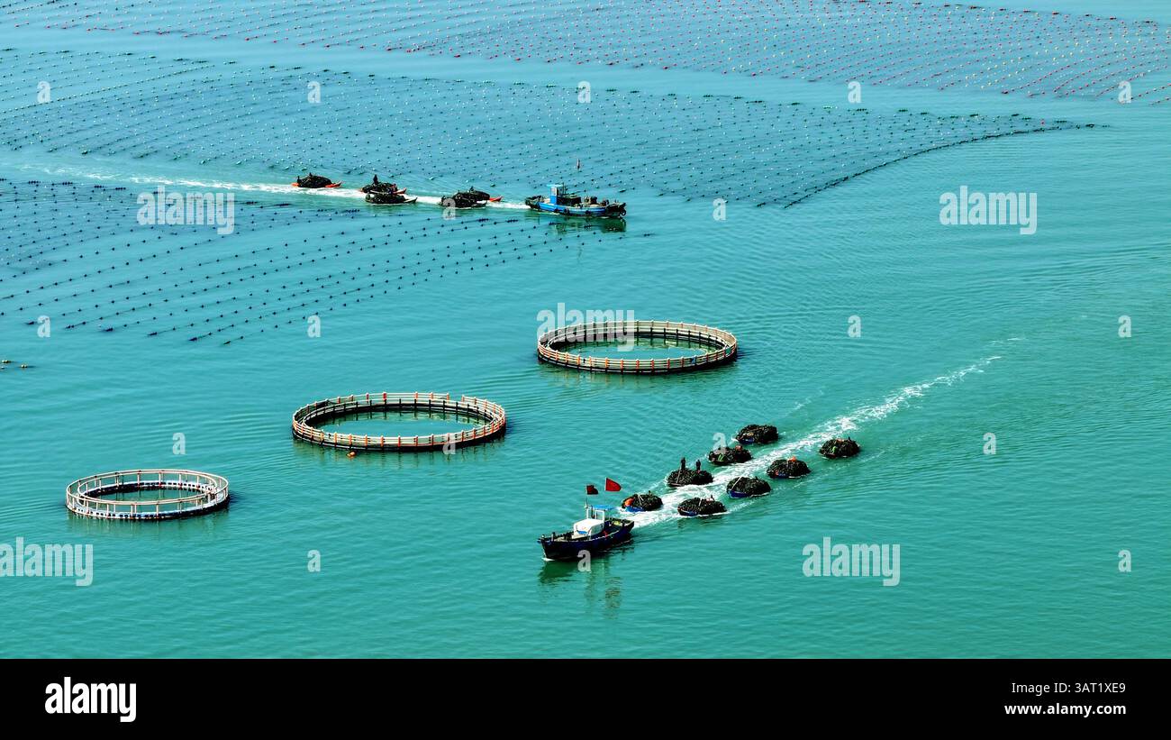 Aerial photo shows the marine ranch in Rongcheng City, east China's ...
