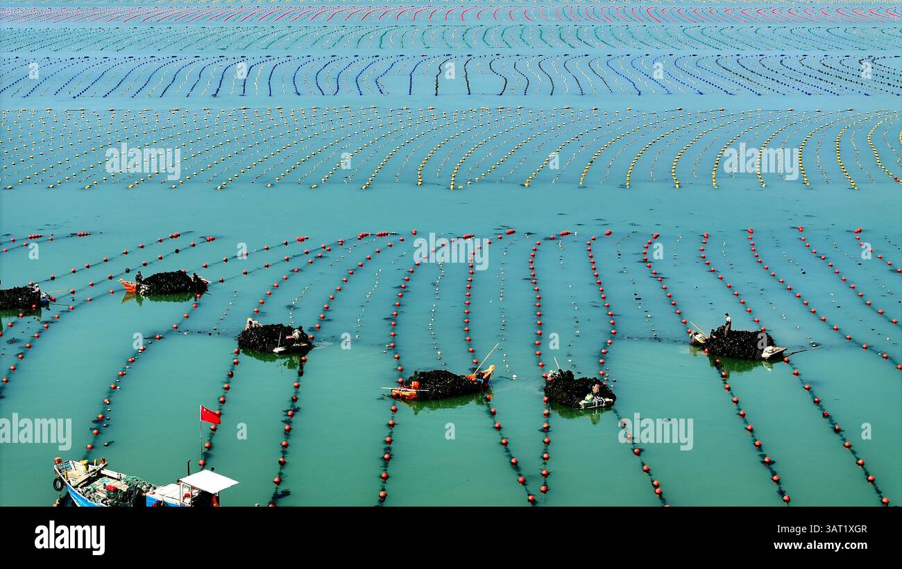Aerial photo shows the marine ranch in Rongcheng City, east China's ...