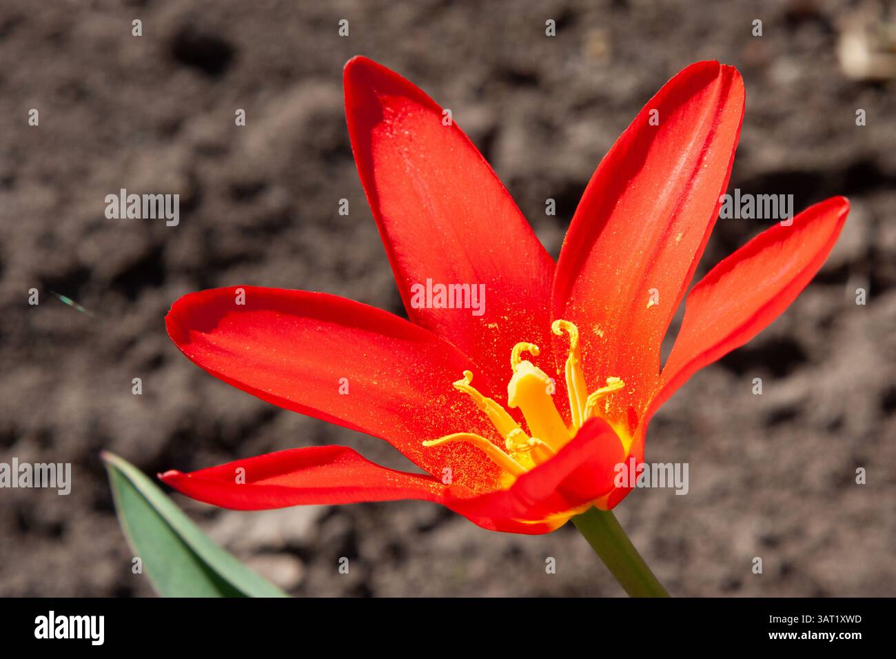 Bright red flowers. Beautiful Tulipa kaufmanniana cultivar water lily ...
