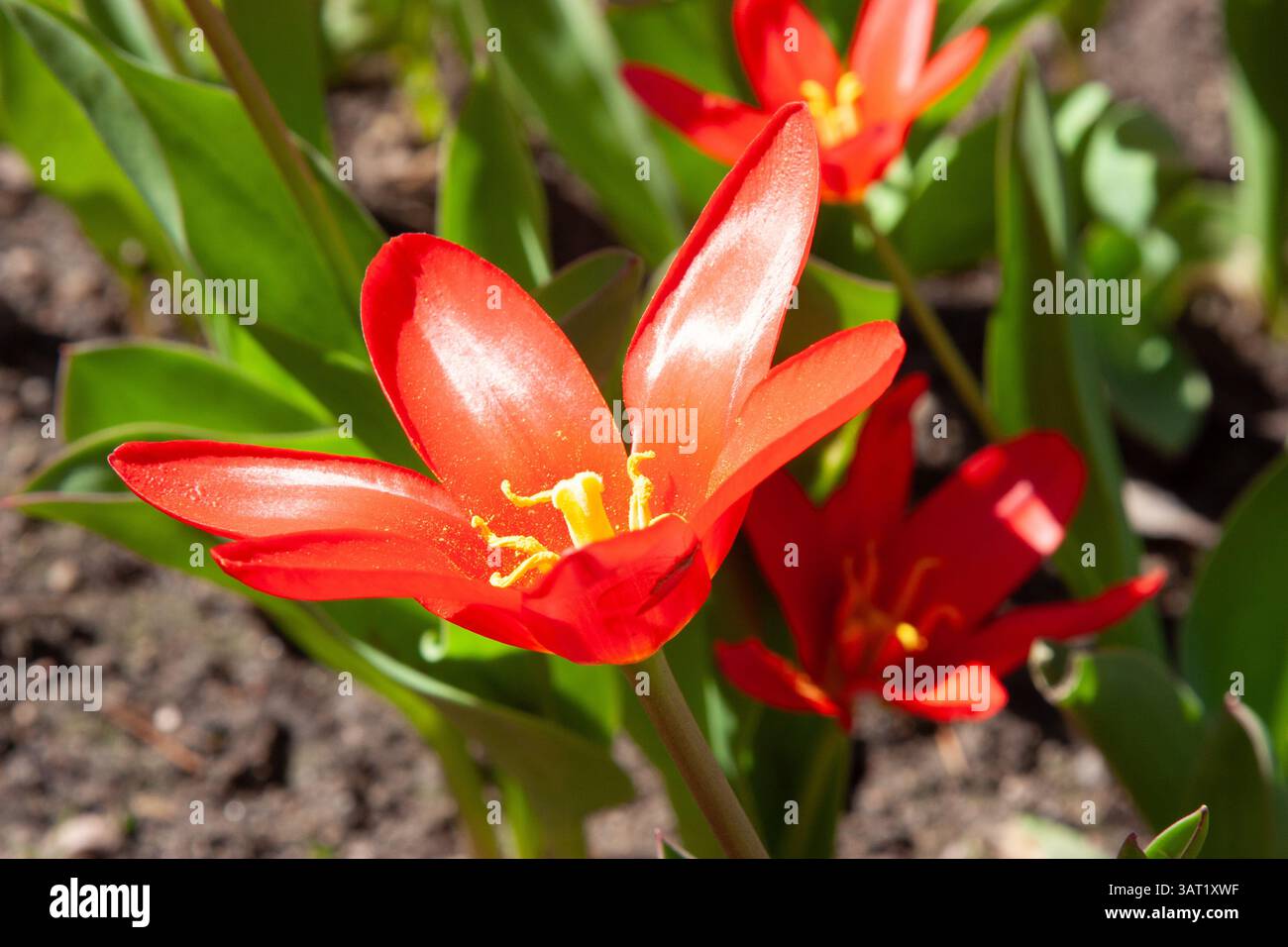 Bright red flowers. Beautiful Tulipa kaufmanniana cultivar water lily ...