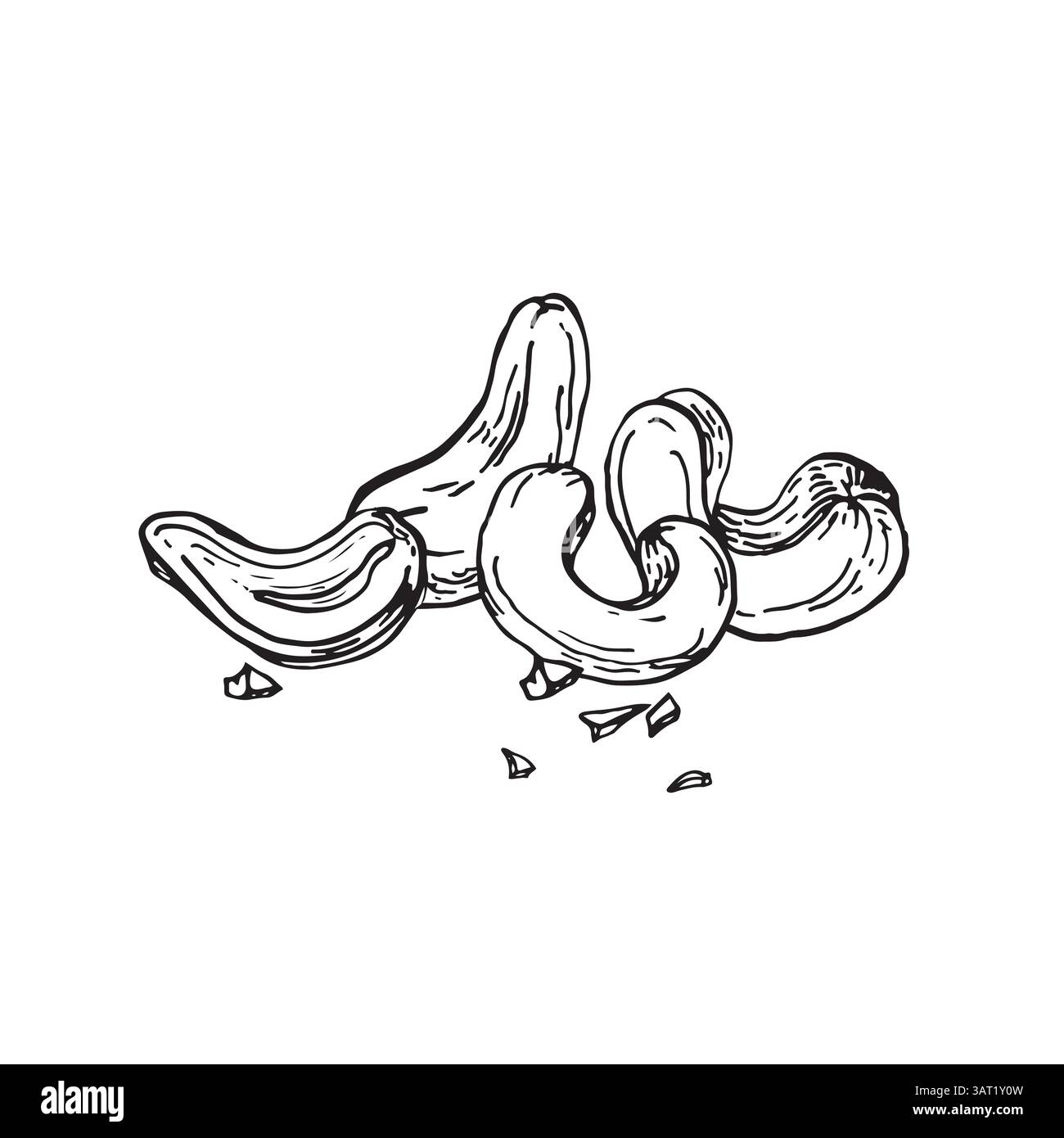 Cashew nuts hand drawn ink vector illustrations. Black and white ...
