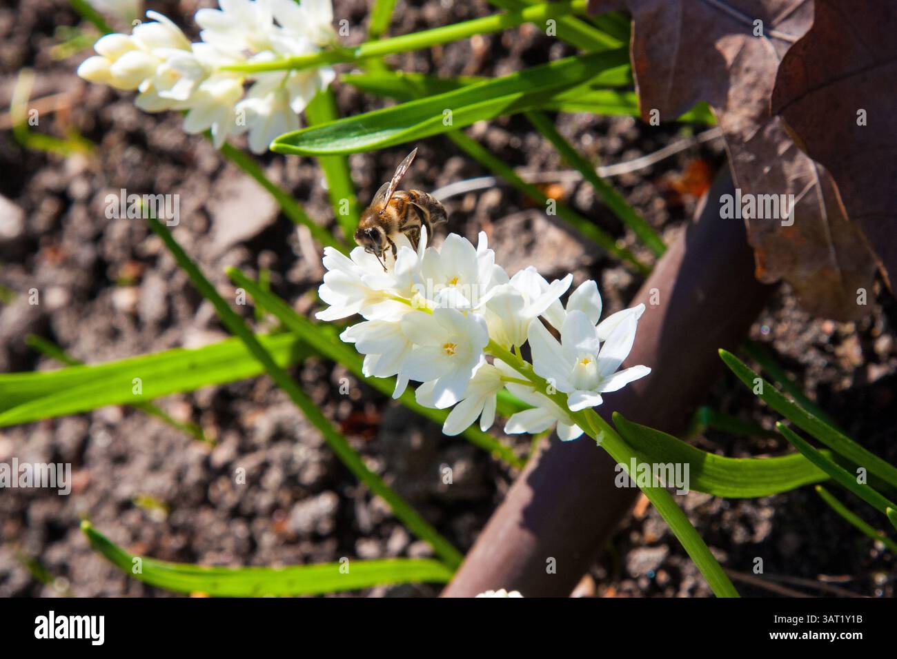 A honeybee collects pollen from a white hyacinth flower in daylight The ...