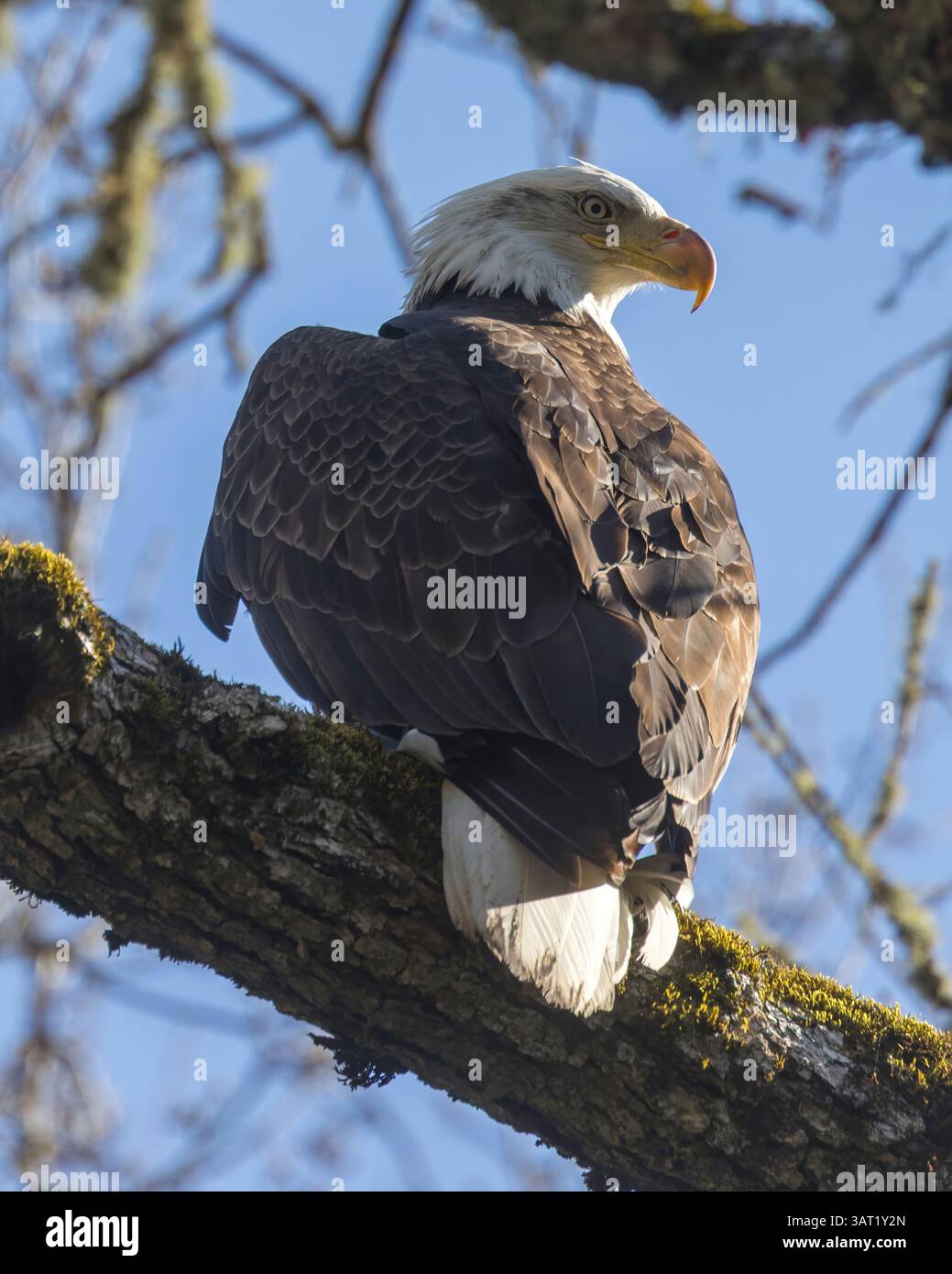 American Bald Eagle perched on a tree at Henrry W. Coe State Park ...