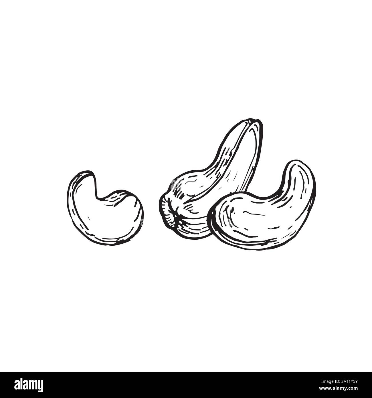 Cashew nuts hand drawn ink vector illustrations. Black and white ...