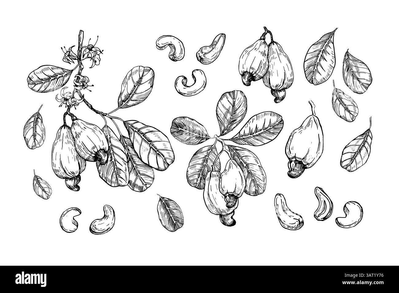 Cashew collection of hand drawn ink vector illustrations. Whole nuts ...