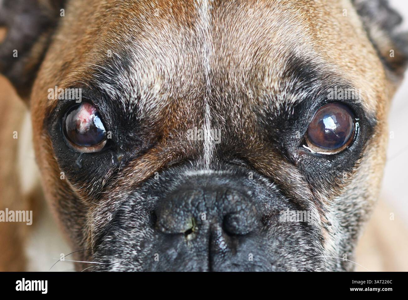 French Bulldog dog with partly healed surgical implanted conjunctival ...
