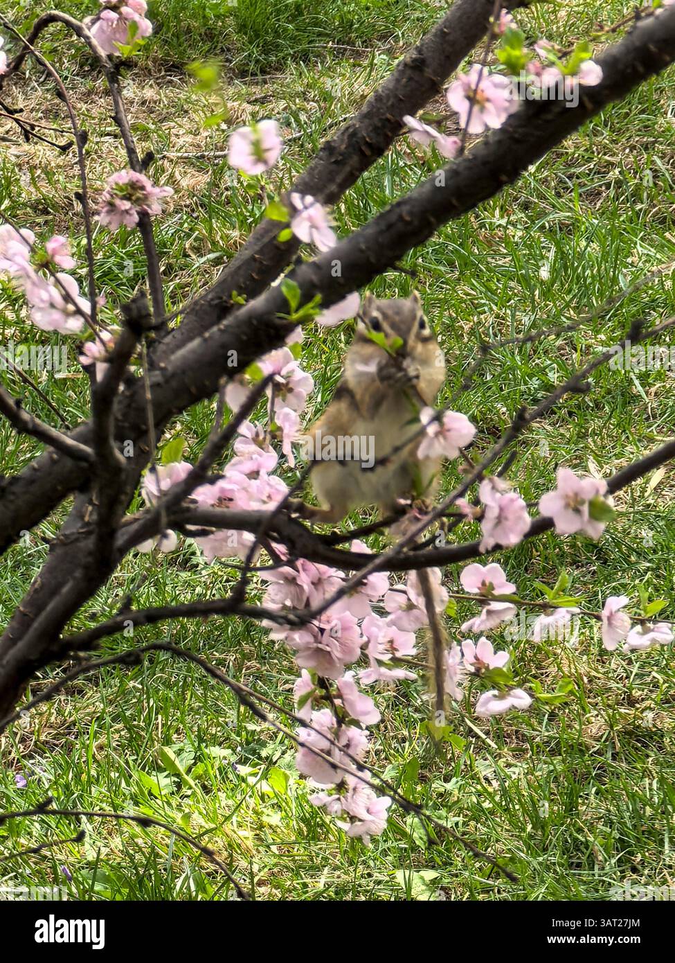 Spring flowers bloom at a park in Urumqi City, northwest China's ...
