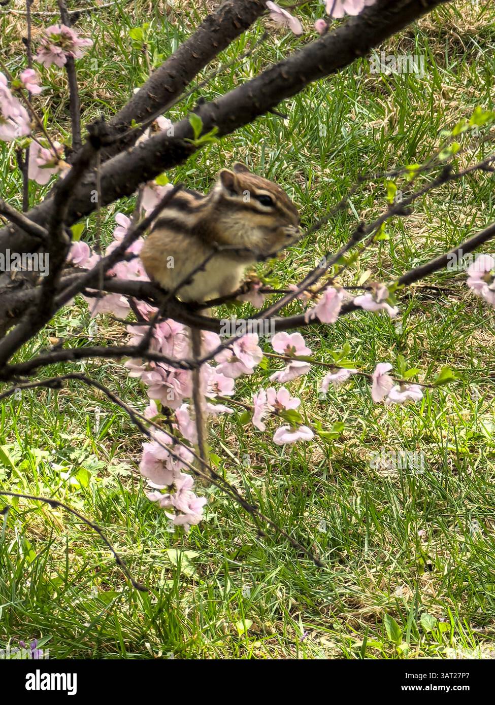 Spring flowers bloom at a park in Urumqi City, northwest China's ...