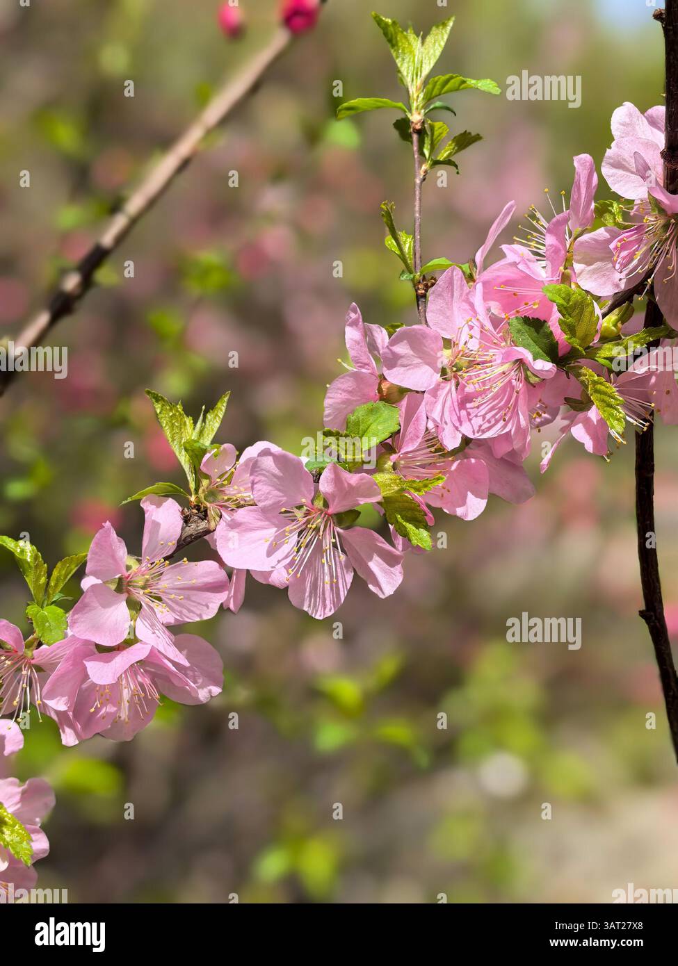 Spring flowers bloom at a park in Urumqi City, northwest China's ...