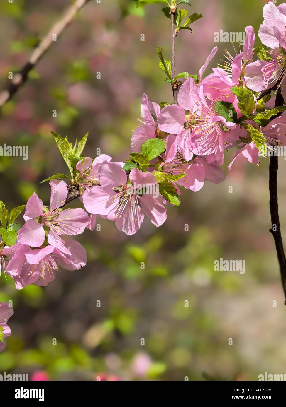 Spring flowers bloom at a park in Urumqi City, northwest China's ...