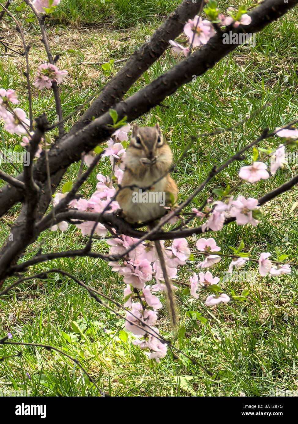 Spring flowers bloom at a park in Urumqi City, northwest China's ...