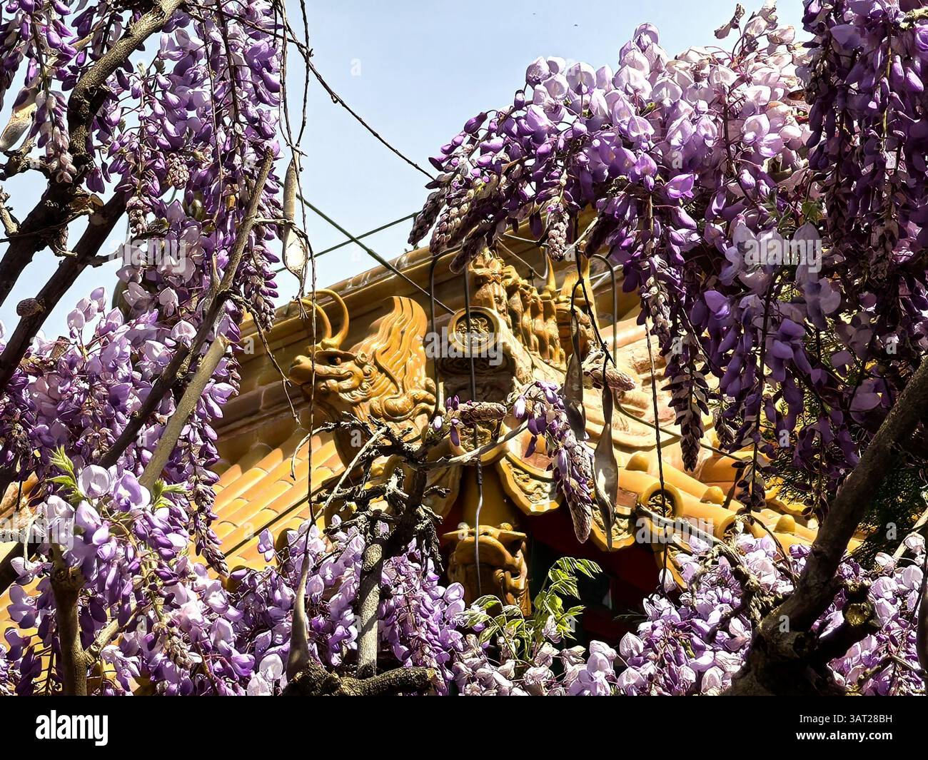 Wisteria flowers are in full bloom at a park in Beijing, China, 15 ...