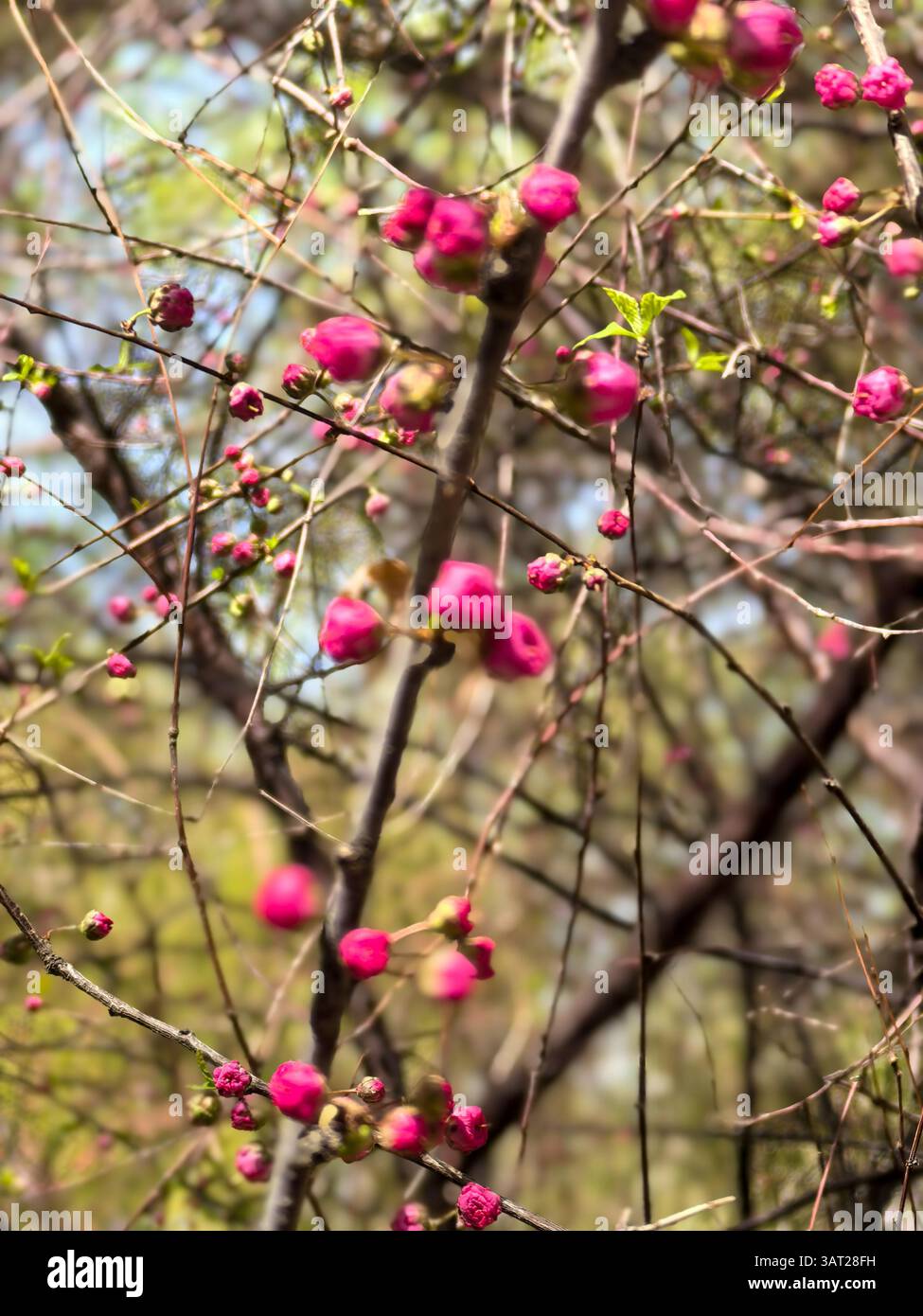 Spring flowers bloom at a park in Urumqi City, northwest China's ...