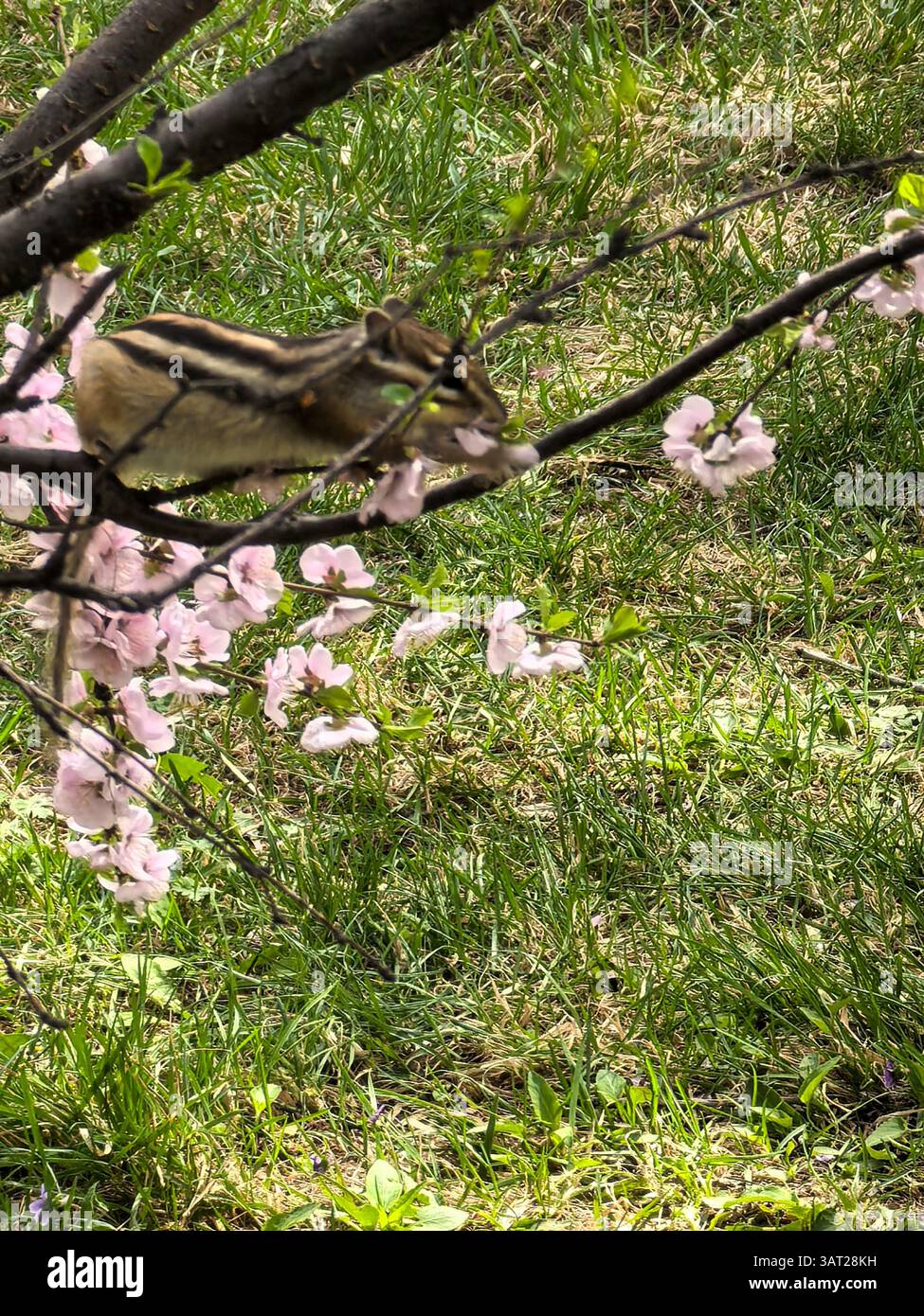 Spring flowers bloom at a park in Urumqi City, northwest China's ...