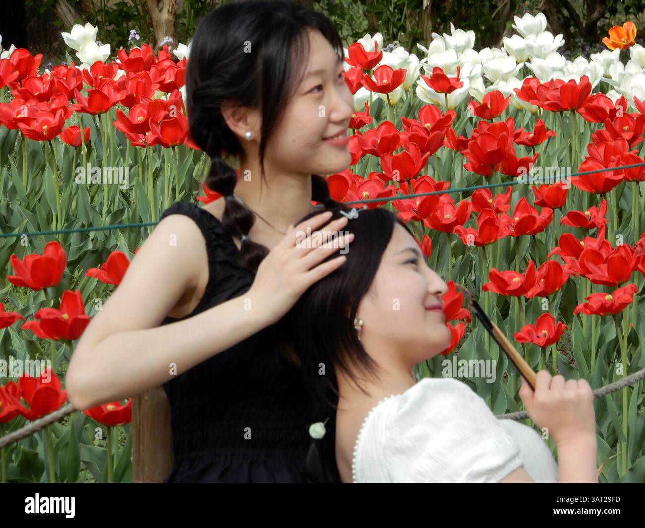 Tulip flowers are in full bloom at the China National Botanical Garden ...