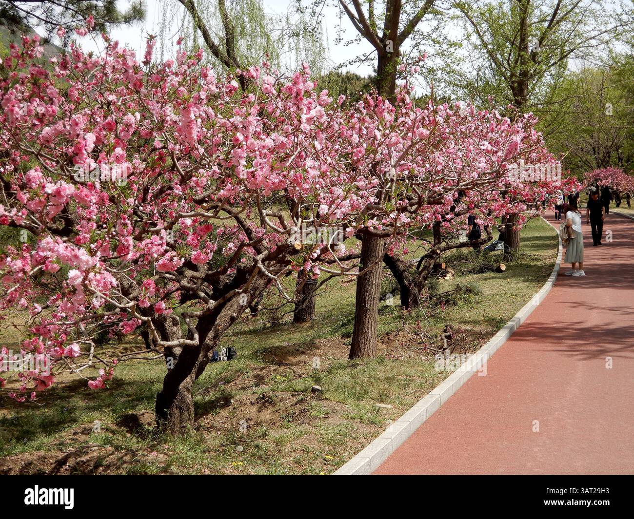 Tulip flowers are in full bloom at the China National Botanical Garden ...