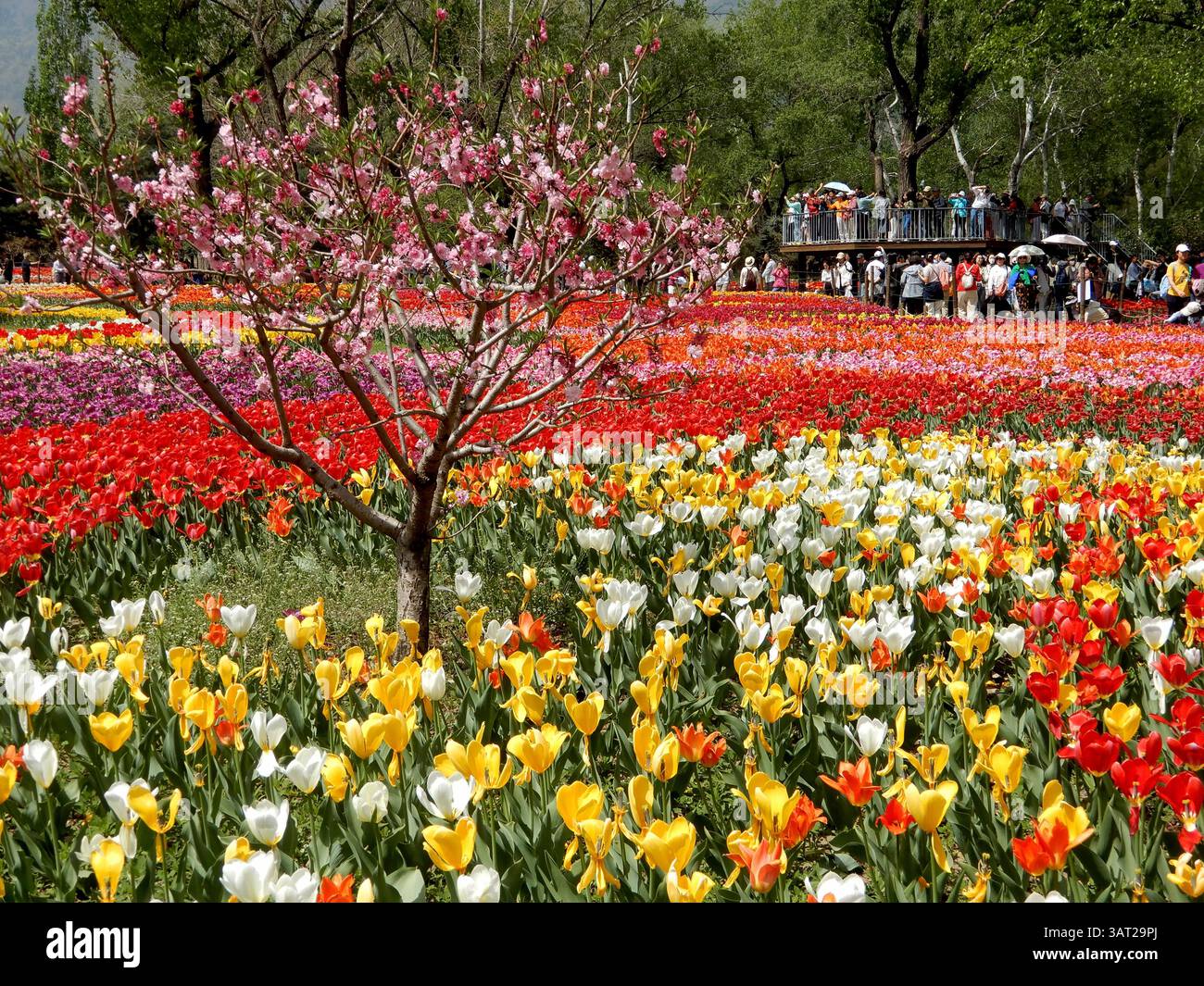 Tulip flowers are in full bloom at the China National Botanical Garden ...