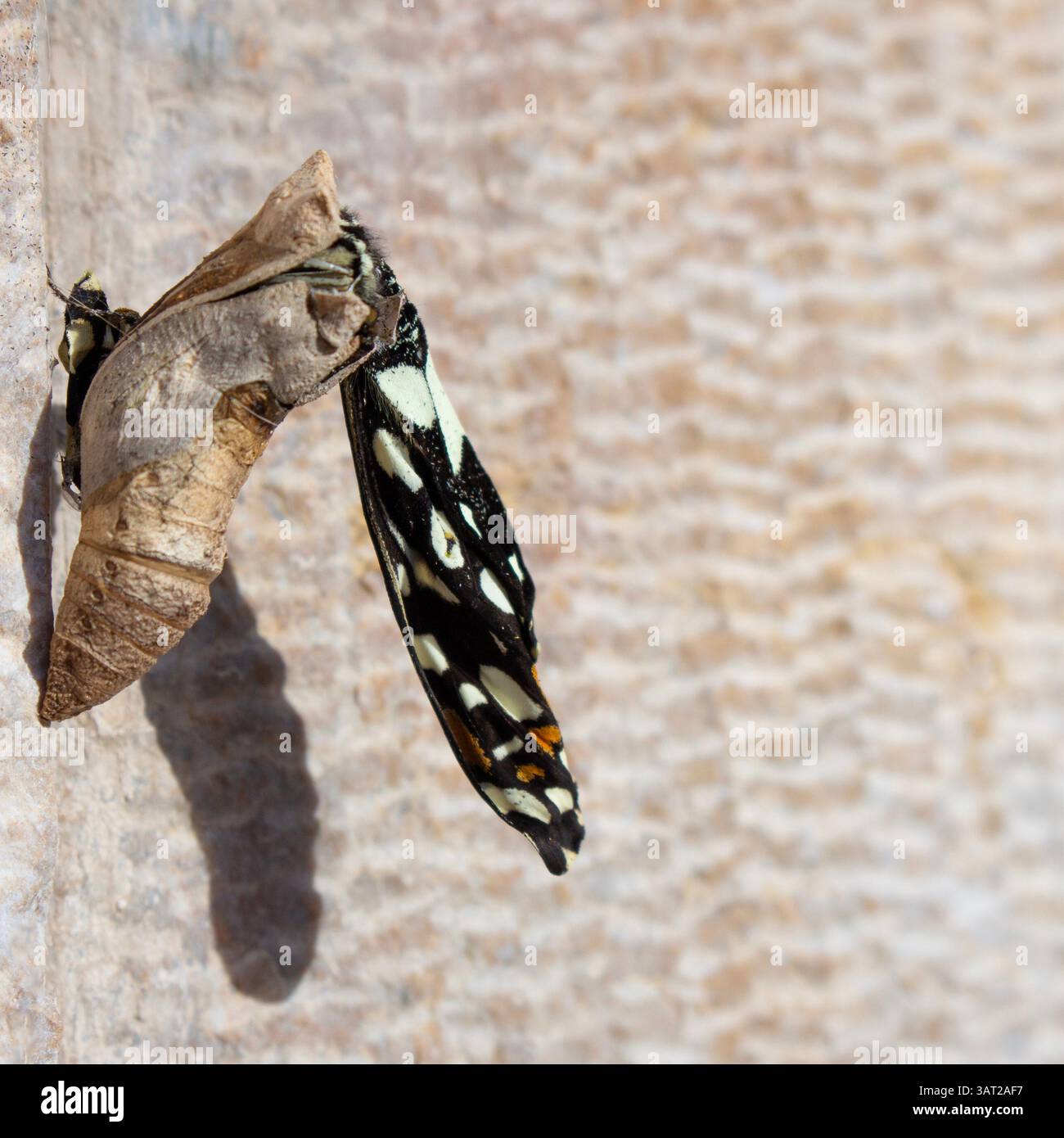 Cocoon Hanging and Transform into a Butterfly Stock Photo - Alamy