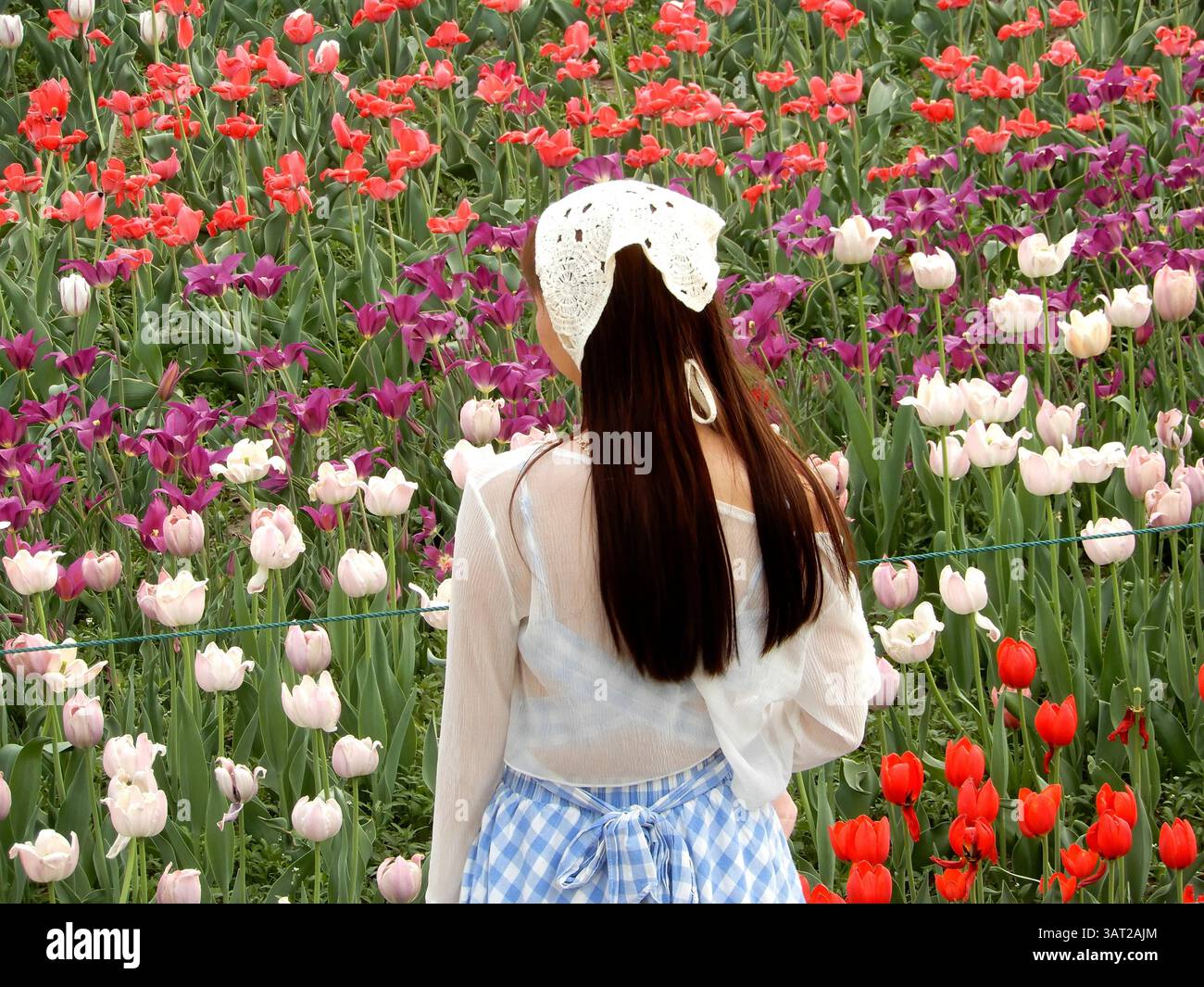 Tulip flowers are in full bloom at the China National Botanical Garden ...