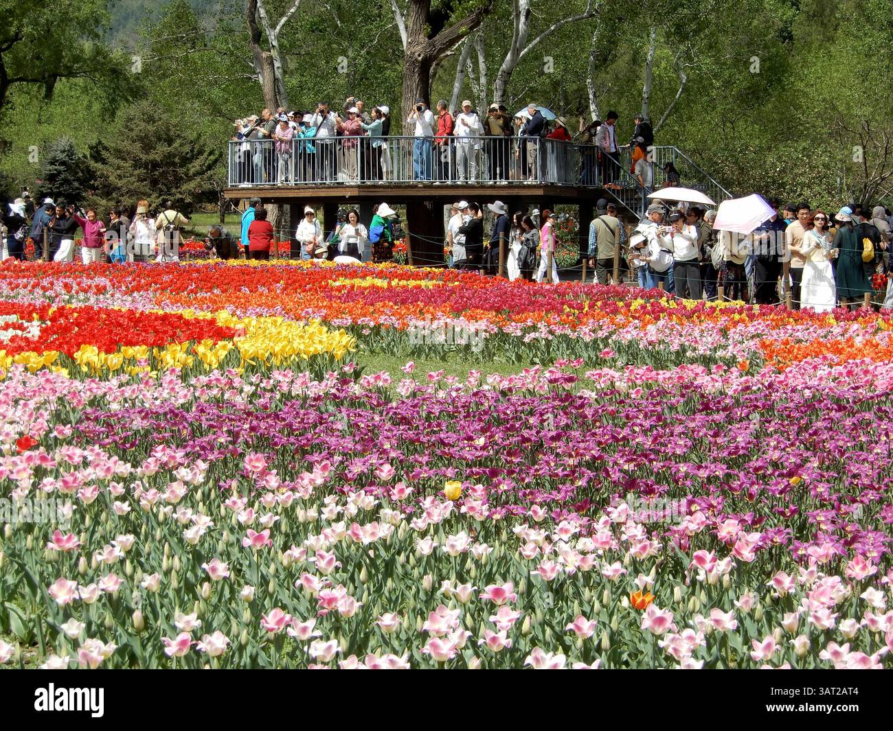 Tulip flowers are in full bloom at the China National Botanical Garden ...