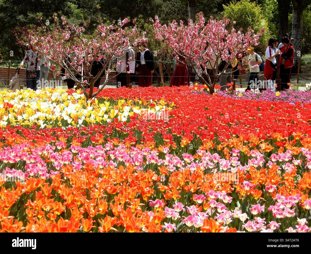 Tulip flowers are in full bloom at the China National Botanical Garden ...