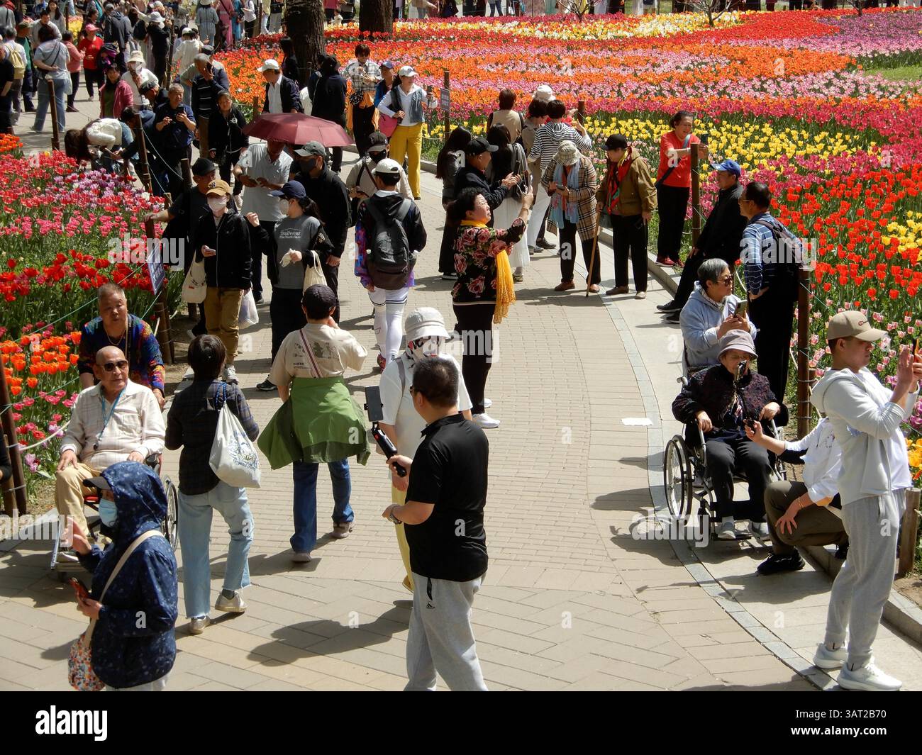 Tulip flowers are in full bloom at the China National Botanical Garden ...