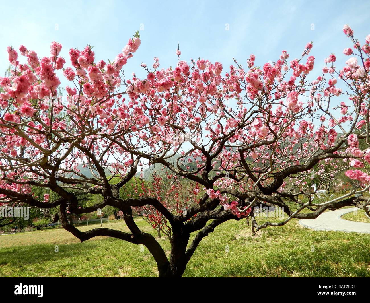 Tulip flowers are in full bloom at the China National Botanical Garden ...