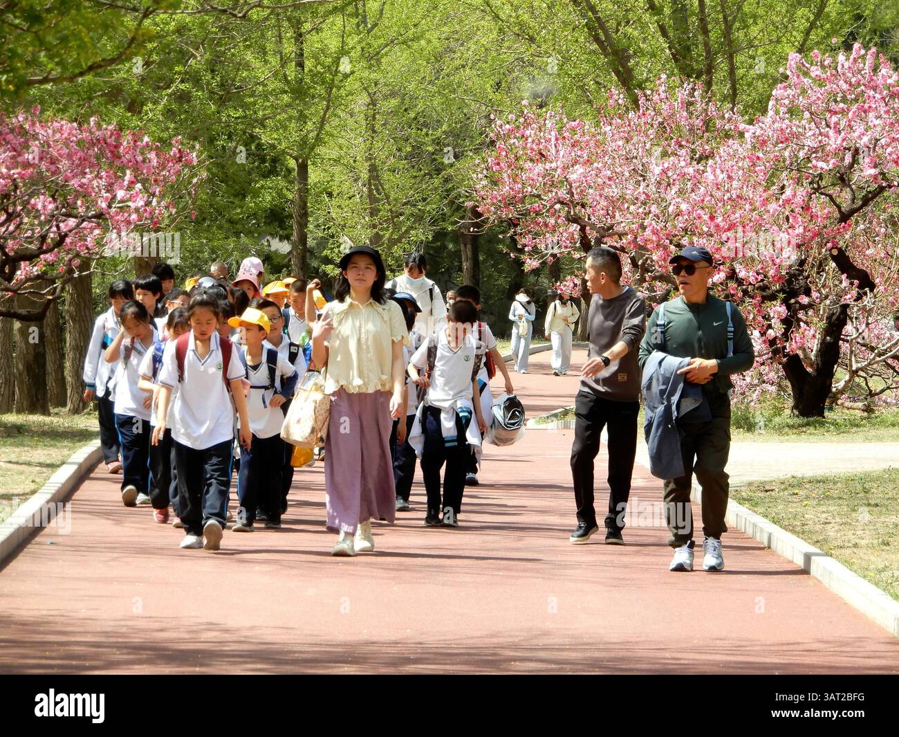 Tulip flowers are in full bloom at the China National Botanical Garden ...