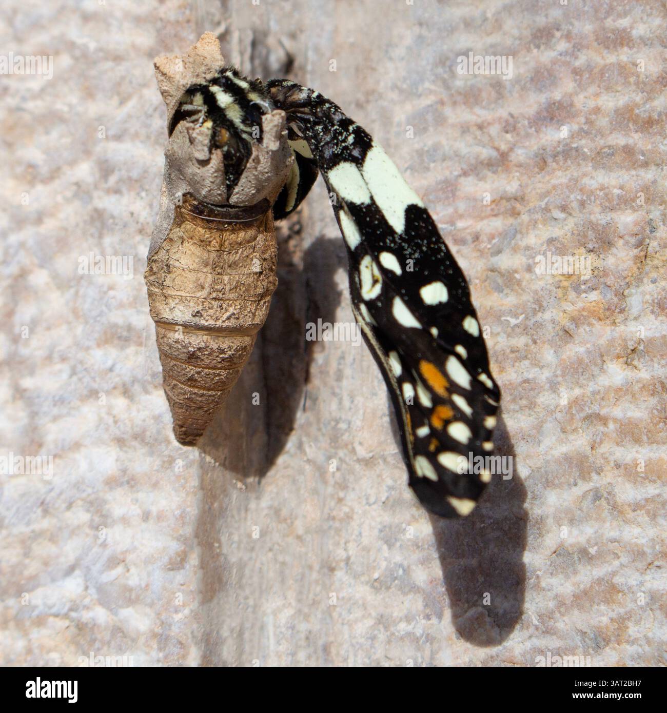 Cocoon Hanging and Transform into a Butterfly Stock Photo - Alamy