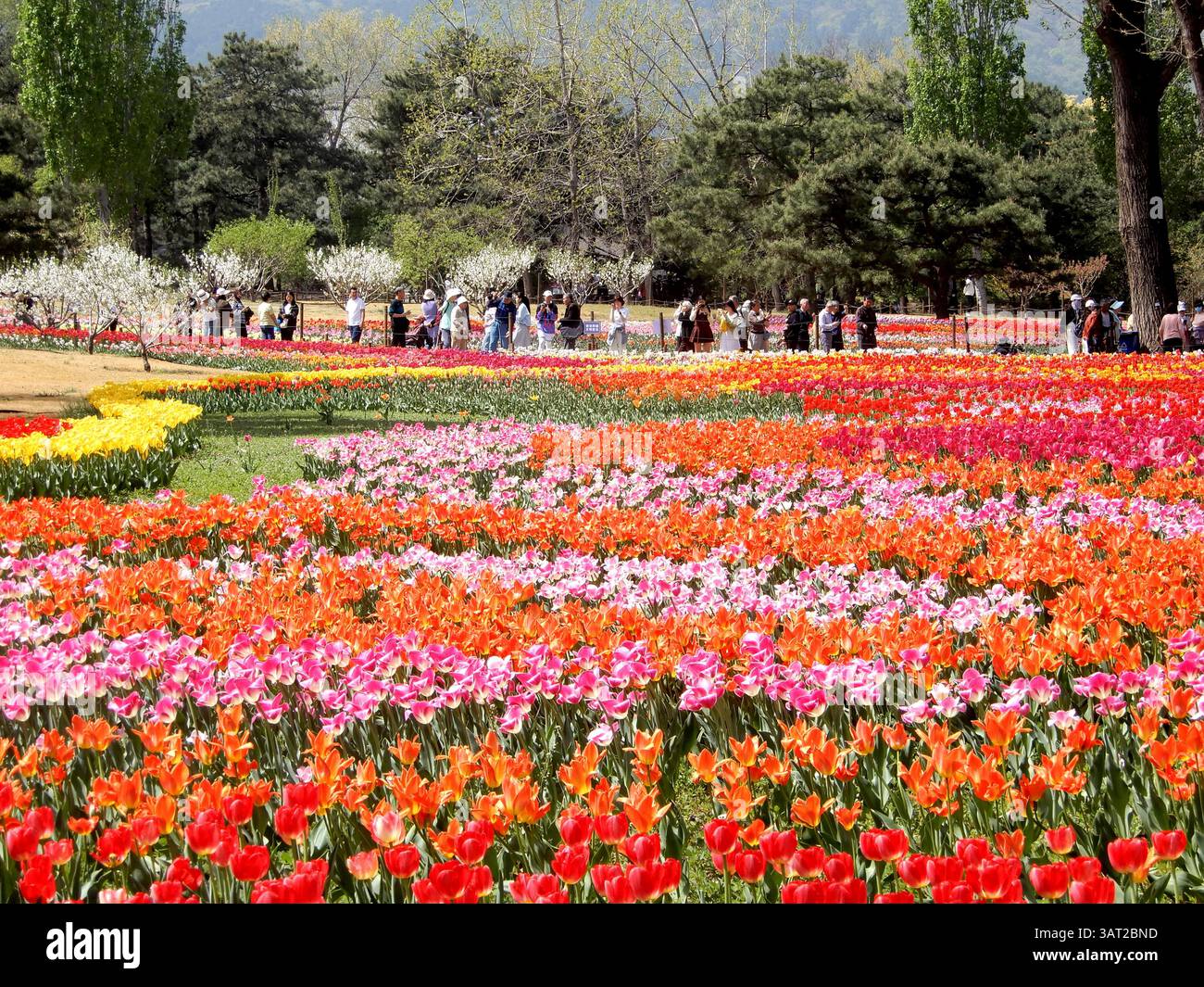 Tulip flowers are in full bloom at the China National Botanical Garden ...