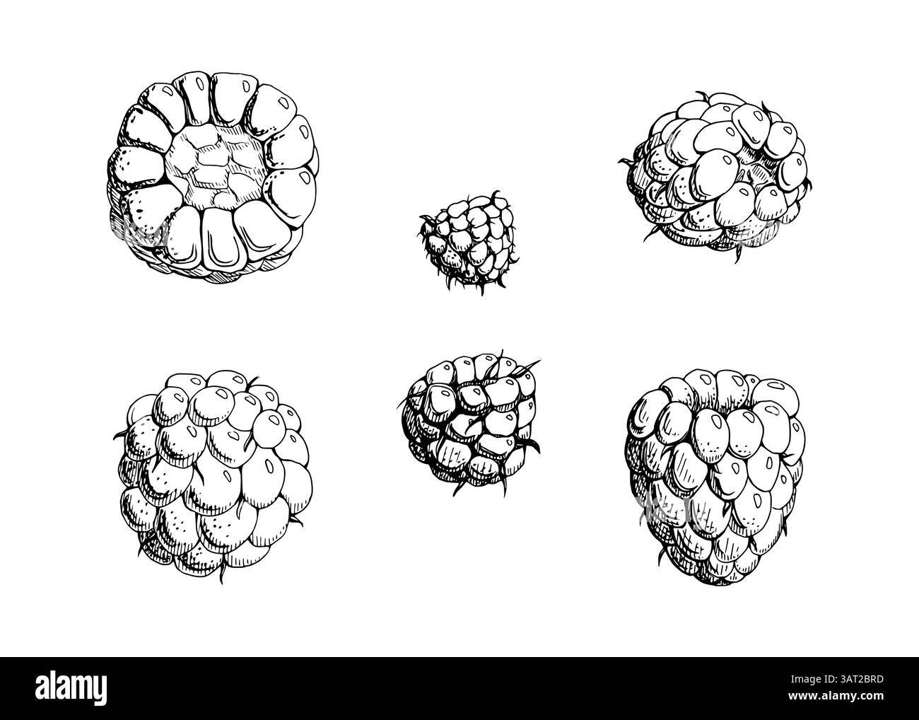 Raspberry ripe sloe fruit hand drawn in vector ink, garden berry ...