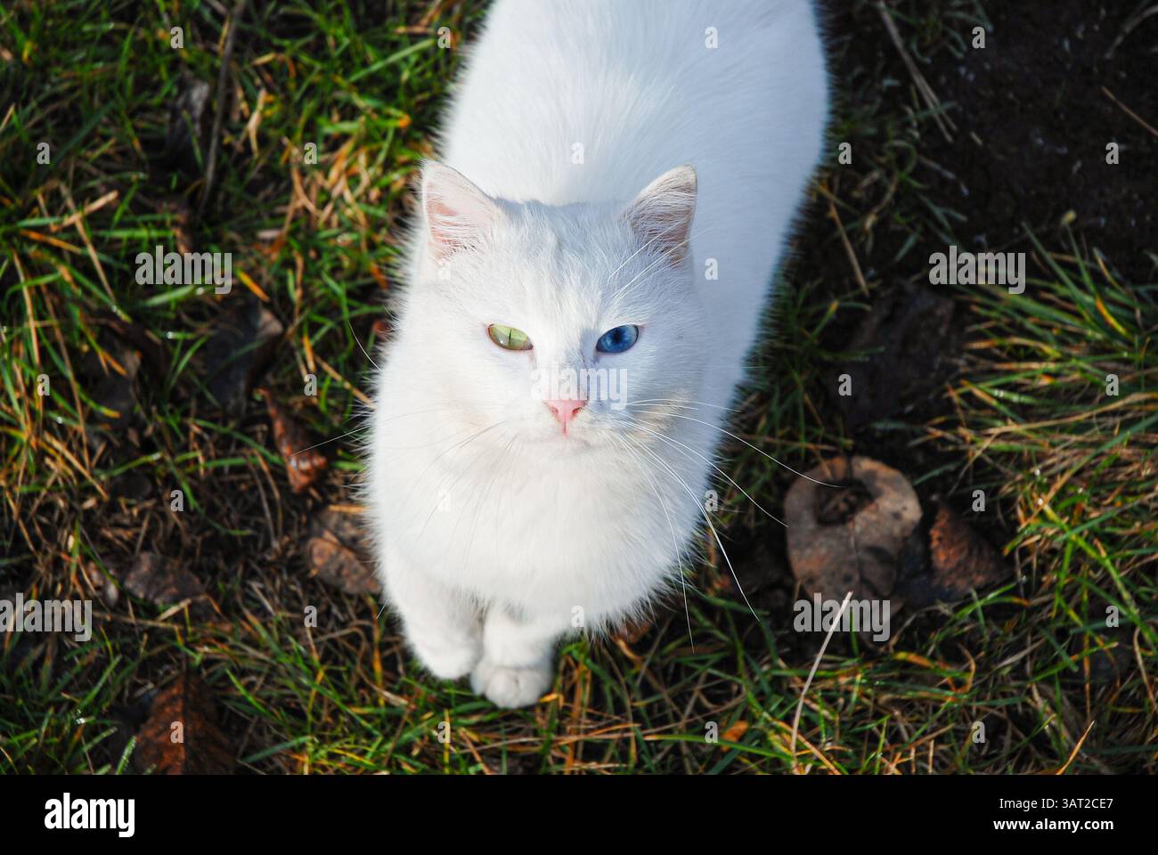 Majestic white cat with heterochromia stands on grass in nature setting ...