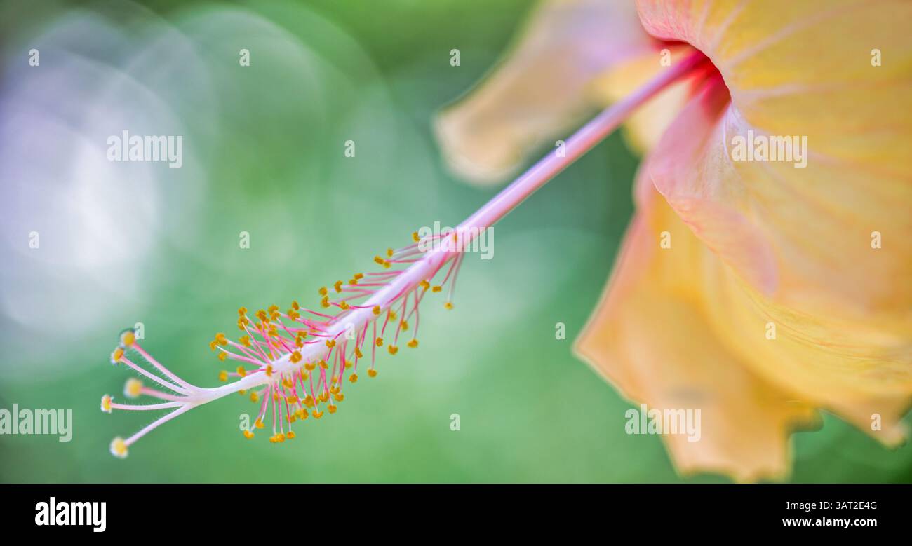 Vibrant closeup of hibiscus flower in full bloom, detailed petals, lush ...