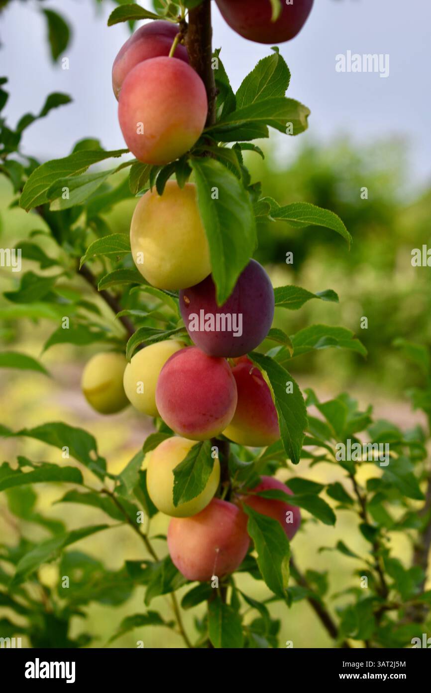 Juicy plums in eco hi-res stock photography and images - Alamy